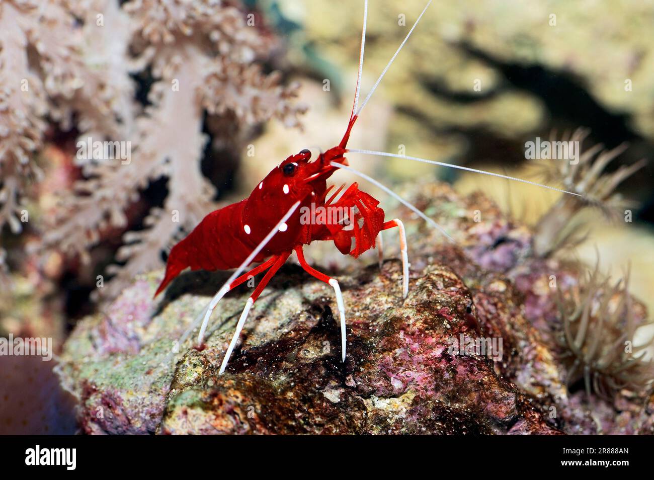 Fire Shrimp, Scarlet Cleaner Shrimp (Lysmata debelius), Blood Shrimp ...