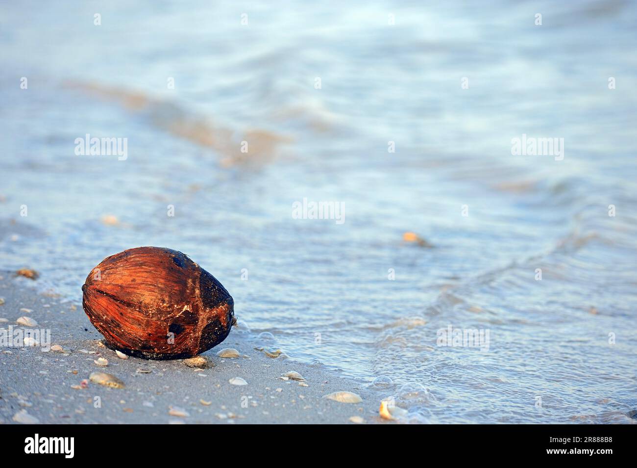 Coconut on the beach, Sanibel Island, Florida, USA Stock Photo - Alamy
