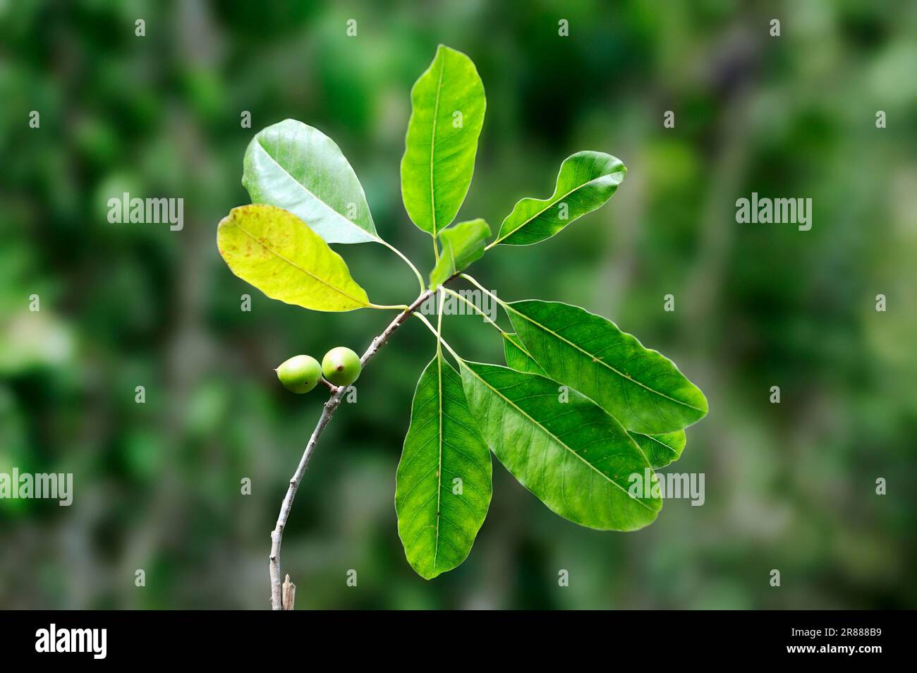 Giant bearded fig (Ficus citrifolia), branch with fruit, Everglades ...