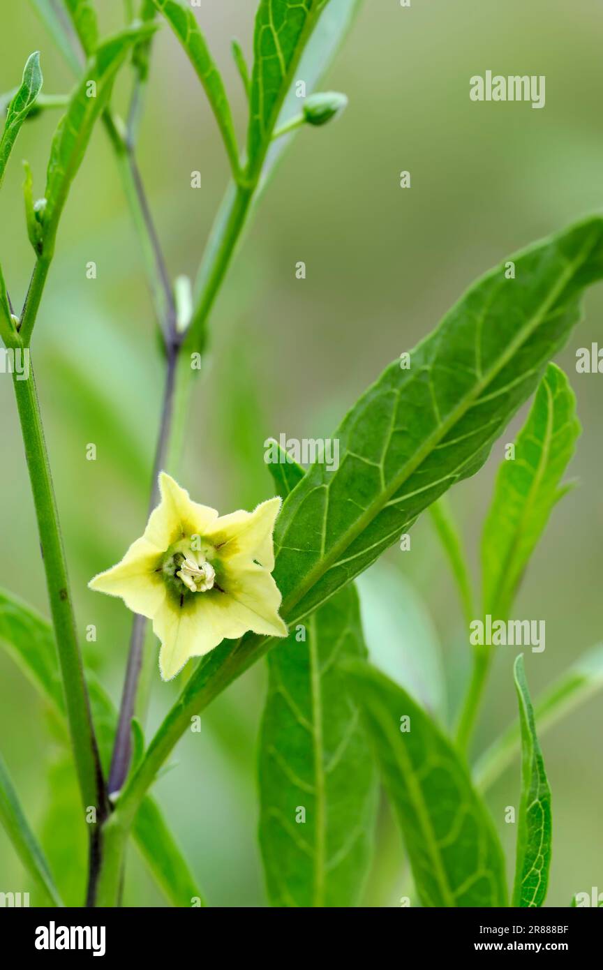 Coastal Groundcherry (Physalis angustifolia), blossom, Florida, USA ...