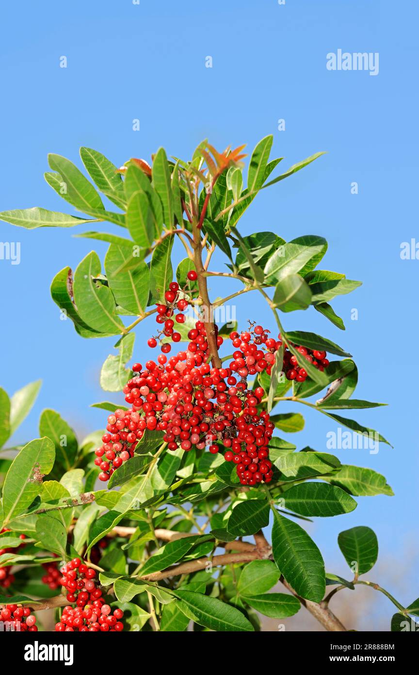 Brazilian pepper (Schinus terebinthifolius), Florida, Pink pepper ...