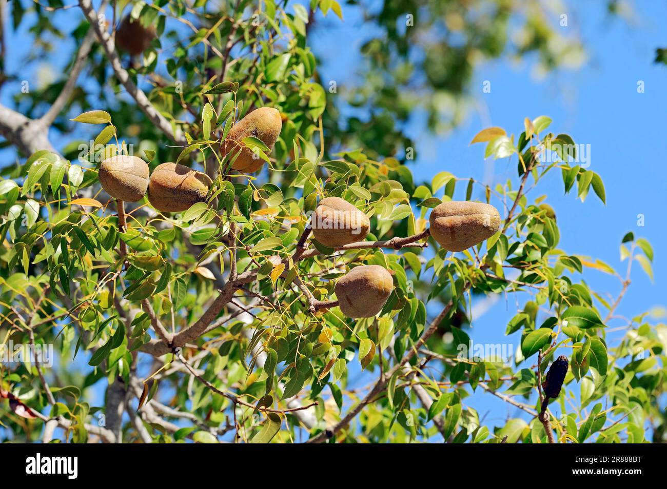 West Indian mahogany, fruit on tree, Everglades National Park, Florida ...