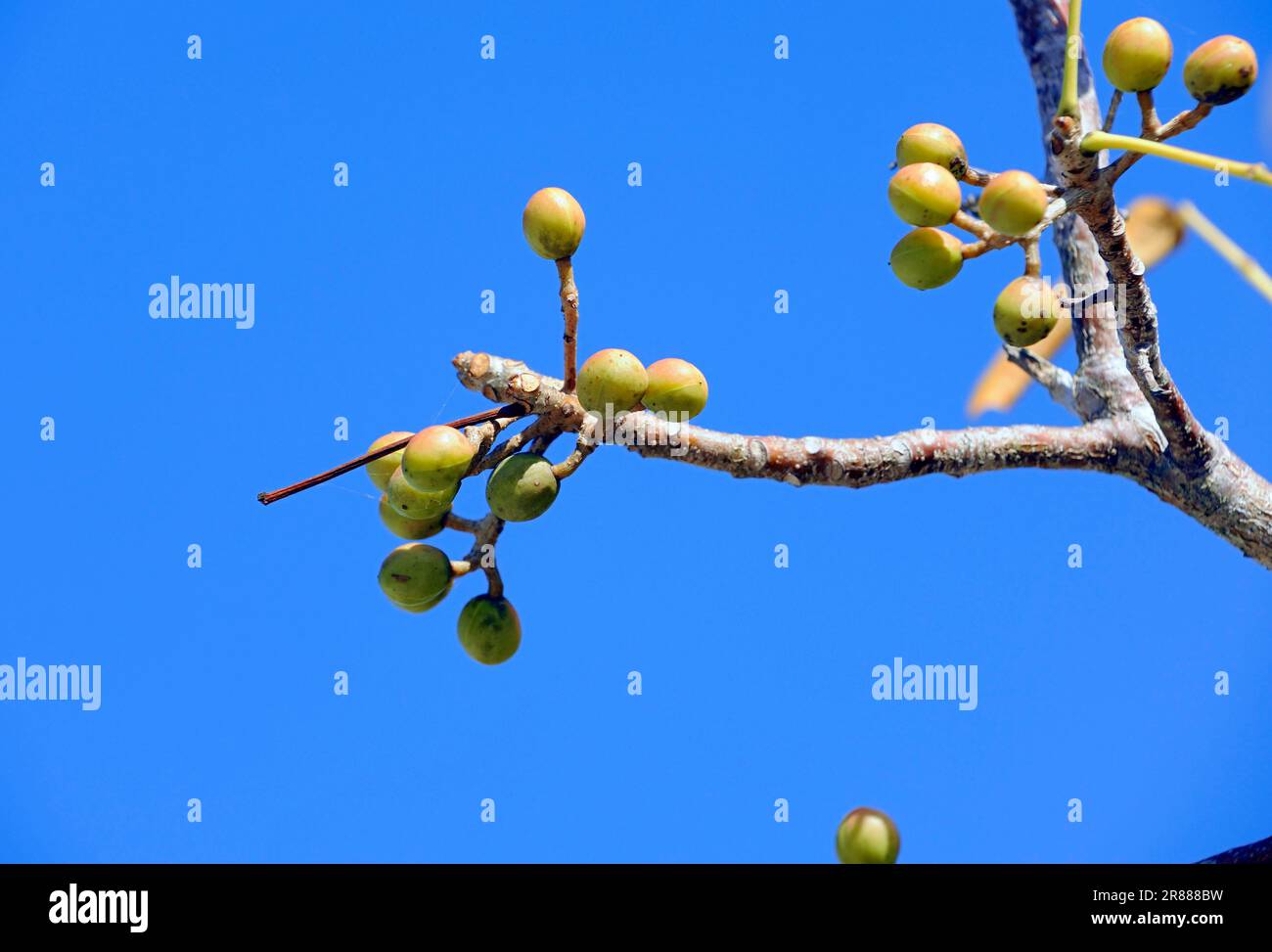 Gumbo limbo tree hi-res stock photography and images - Alamy