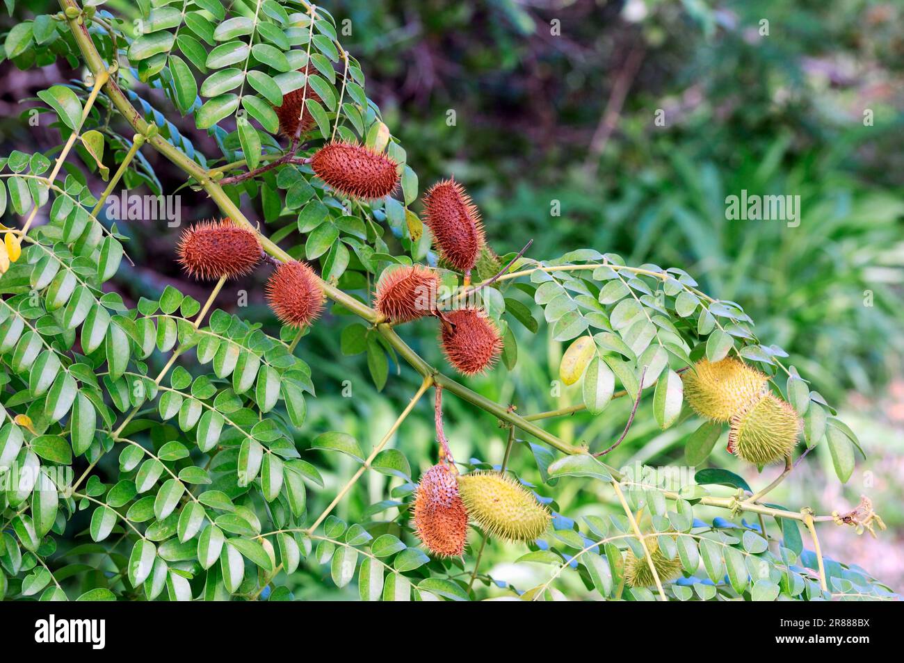 Nicker hi-res stock photography and images - Alamy