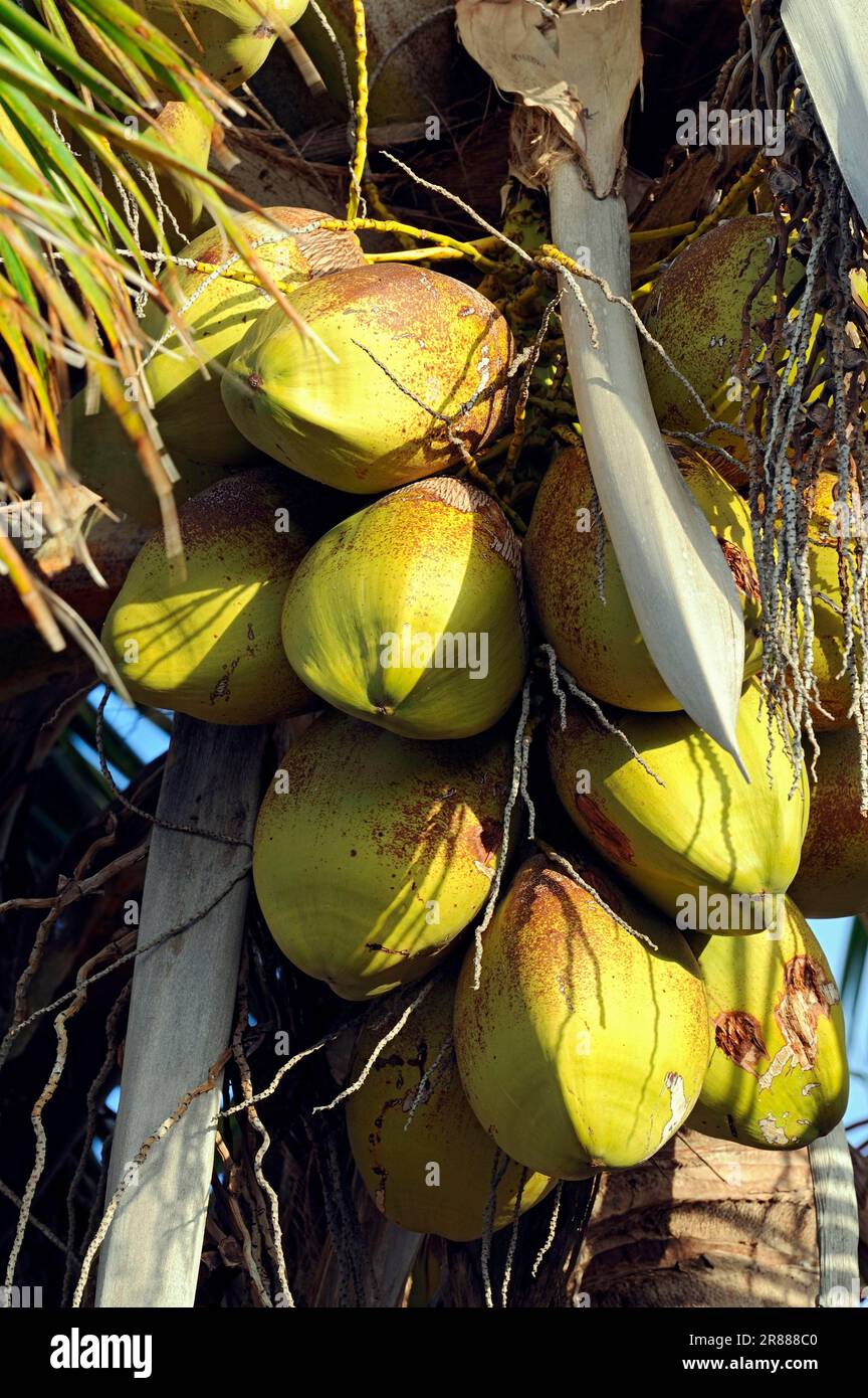 Coconut Palm (Cocos nucifera), Coconuts, Everglades national park ...