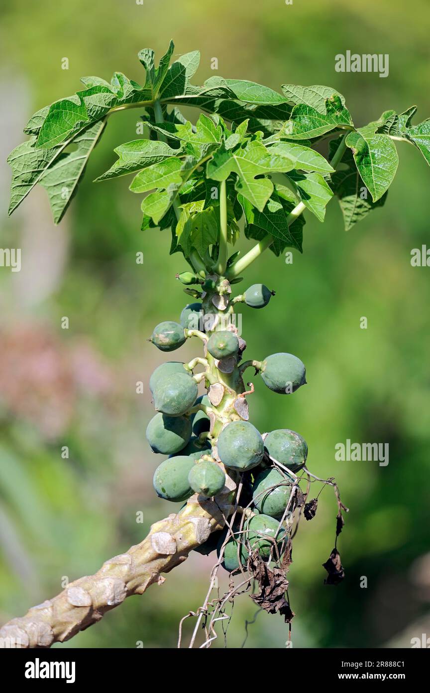 Pawpaw (Carica papaya), fruit on tree, Everglades National Park ...