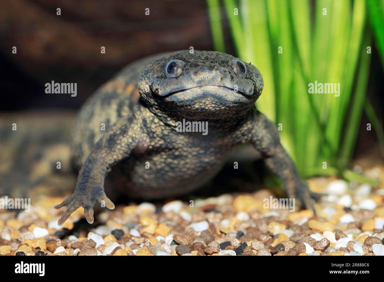 Iberian ribbed newt (Pleurodeles waltl Stock Photo - Alamy