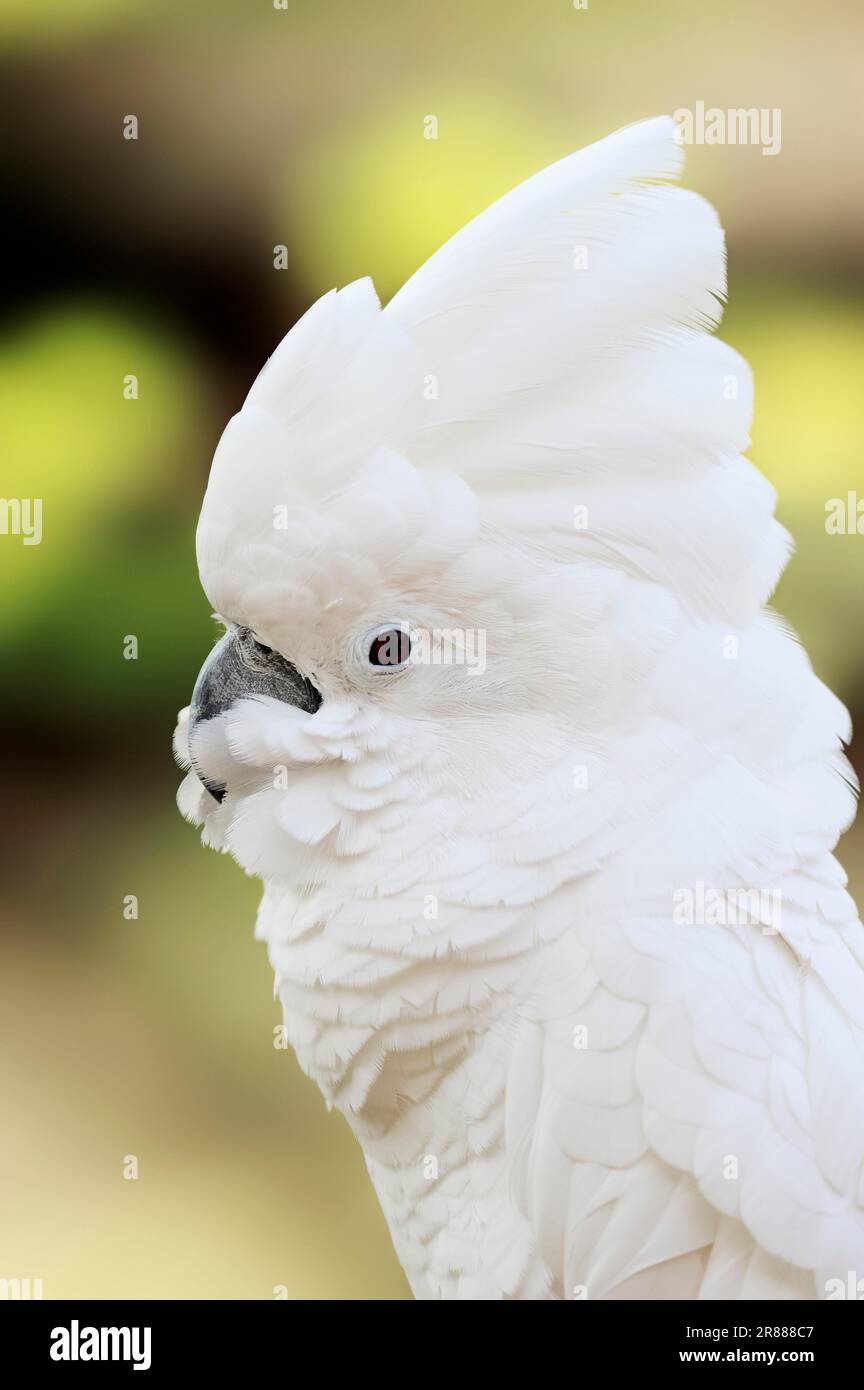 White cockatoo (Cacatua alba), lateral, profile Stock Photo - Alamy