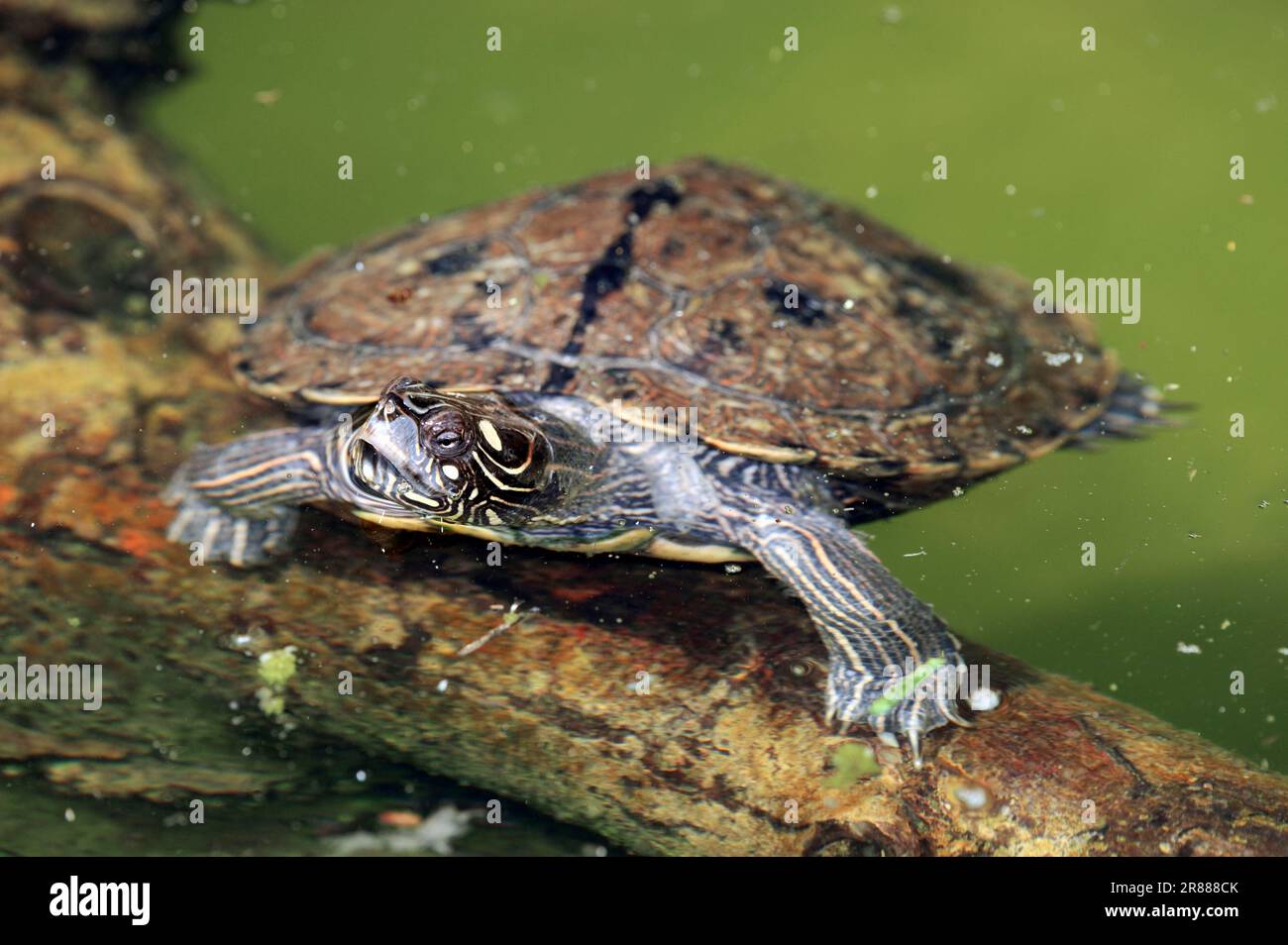 Common northern map turtle (Graptemys geographica), Northern tortoise ...