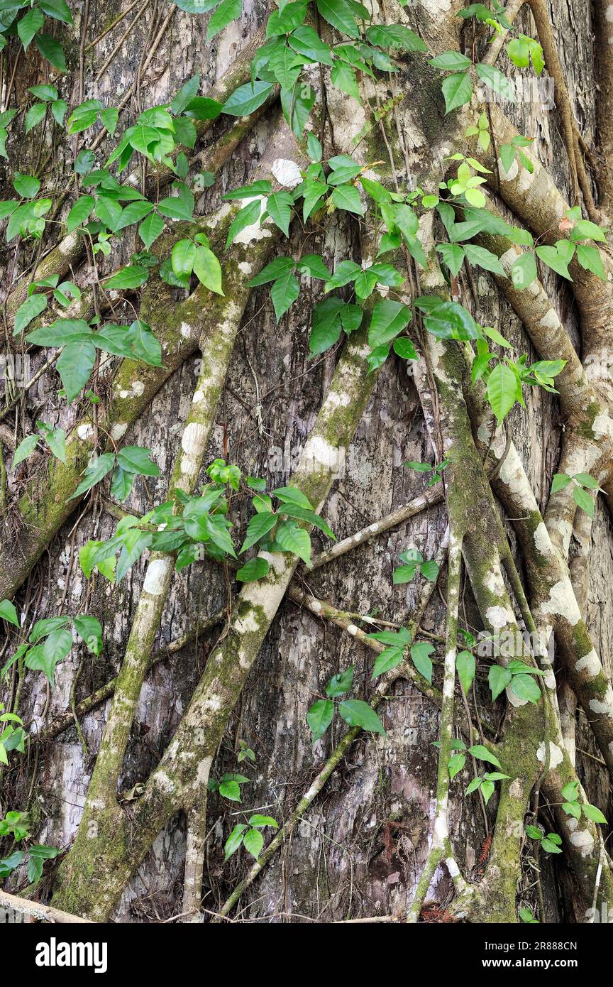 Tree with Florida Strangler Fig (Ficus aurea), Corkscrew Swamp ...