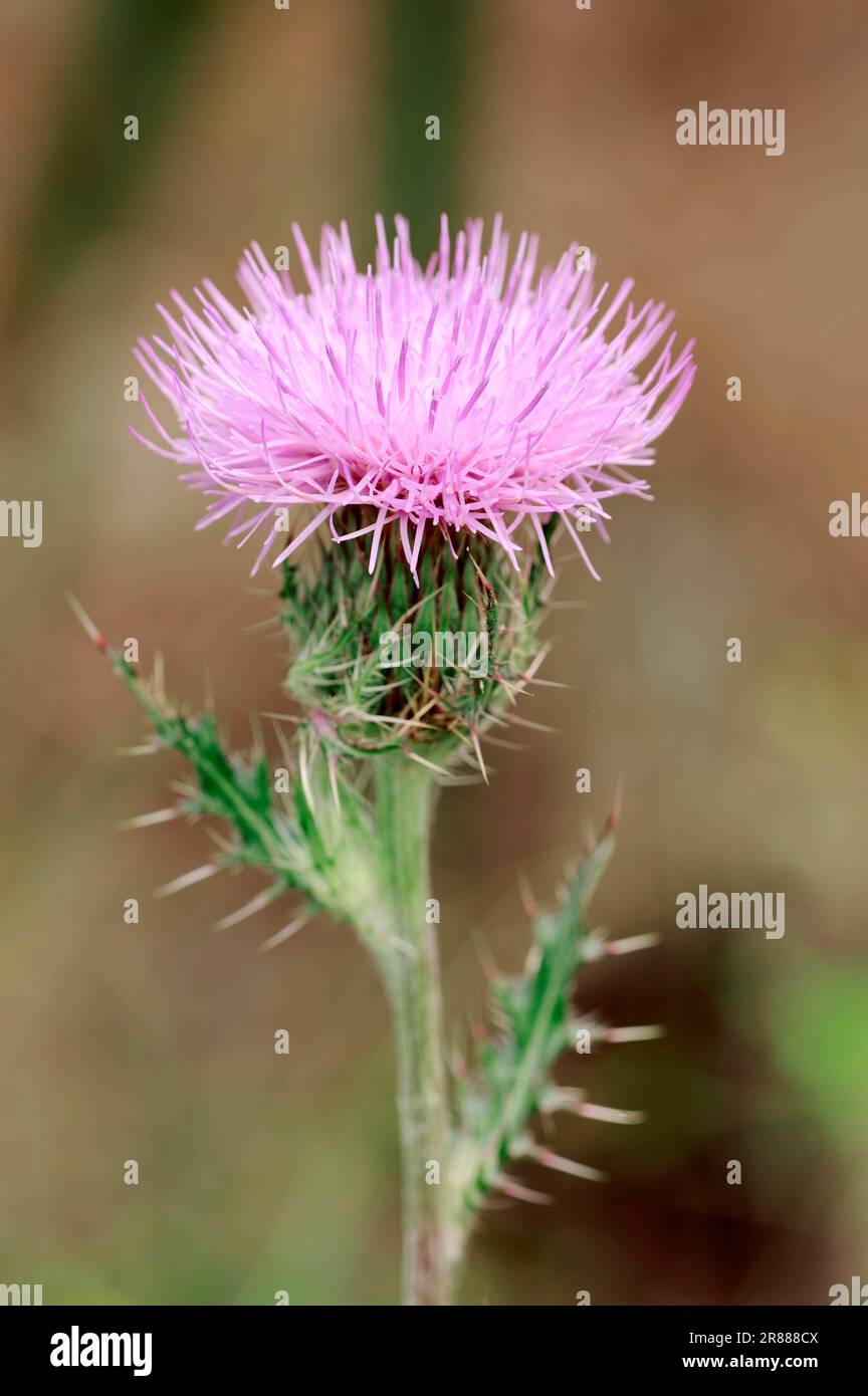 Goose thistle, Everglades National Park, Florida (Cirsium horridulum ...
