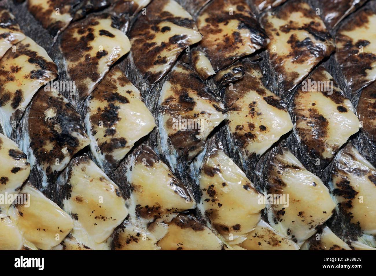 Shingleback, skin detail (Trachydosaurus rugosus), Australia Stock ...