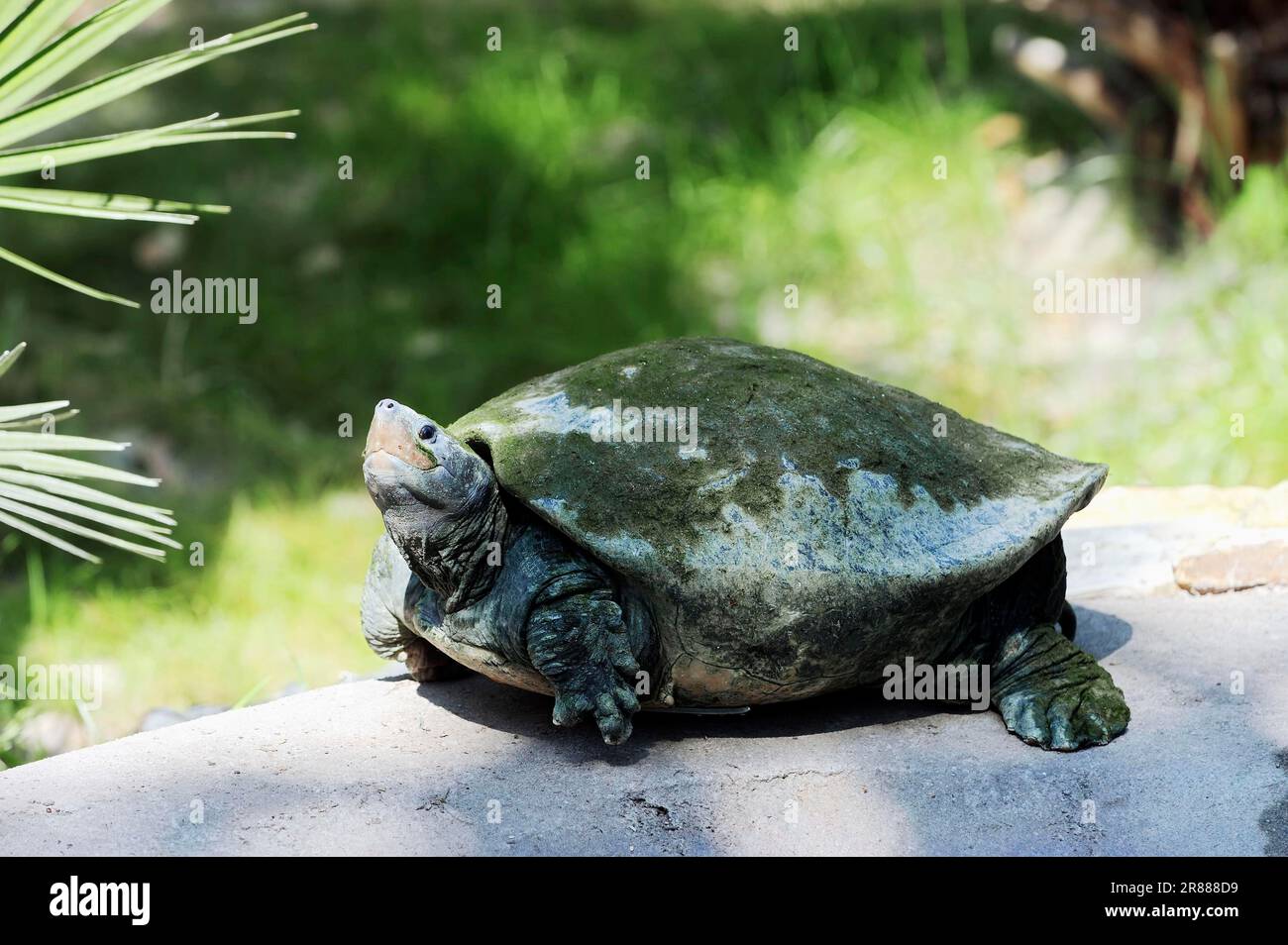 Painted Terrapin (Callagur borneoensis), Malaysian Painted Turtle ...