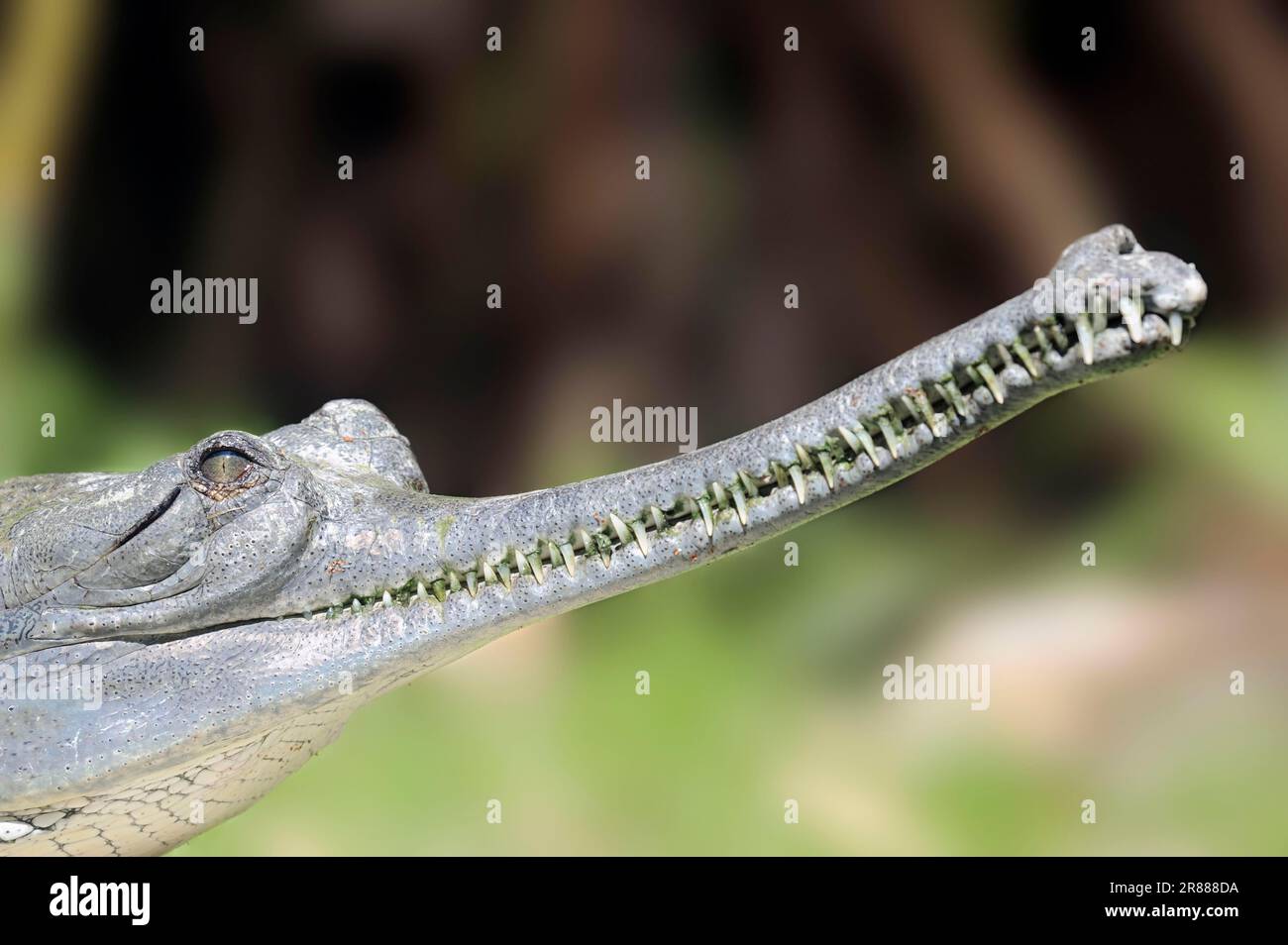 Indian Gharial (Gavialis gangeticus), Gavial Stock Photo - Alamy