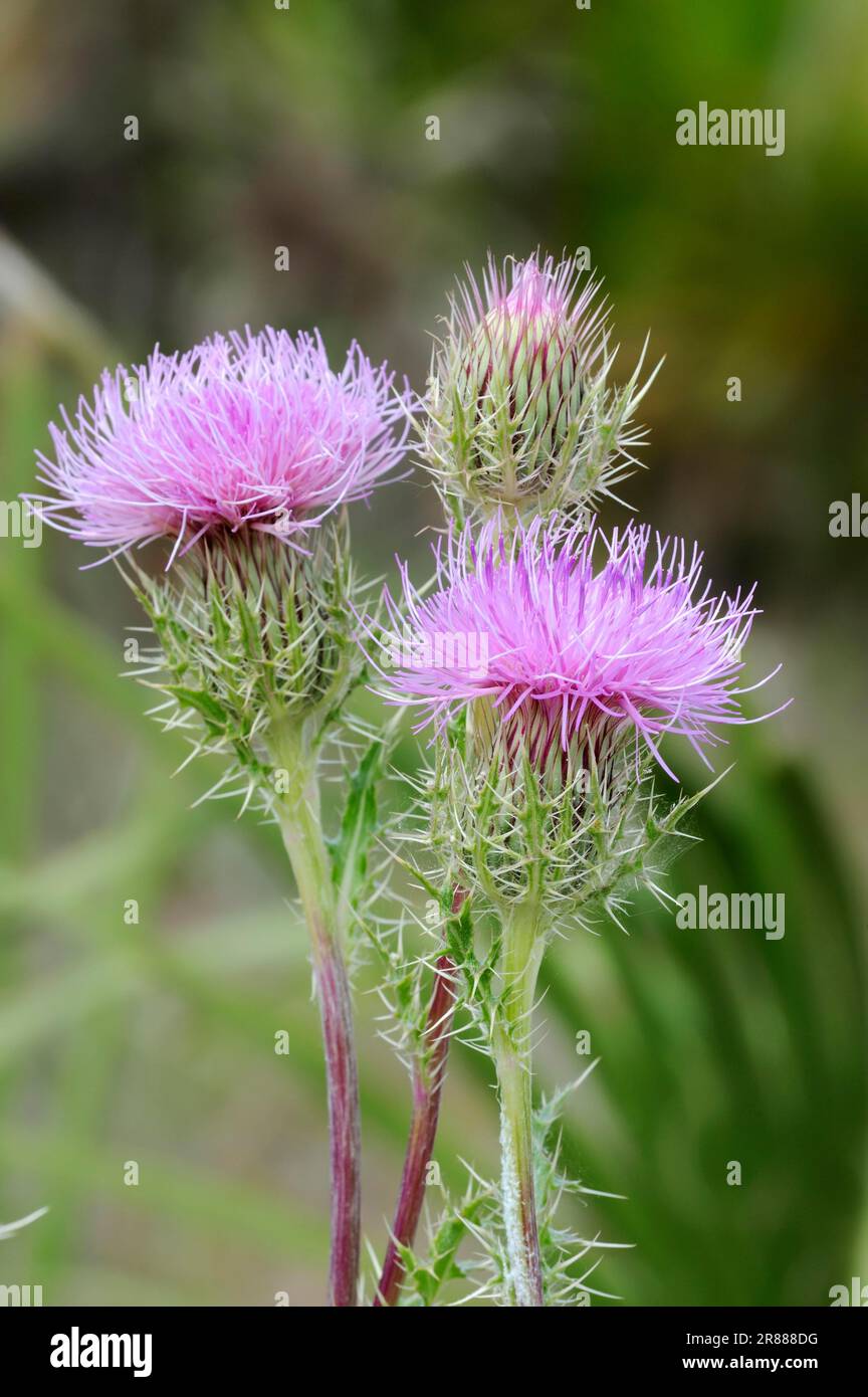 Goose thistle, Everglades National Park, Florida (Cirsium horridulum ...
