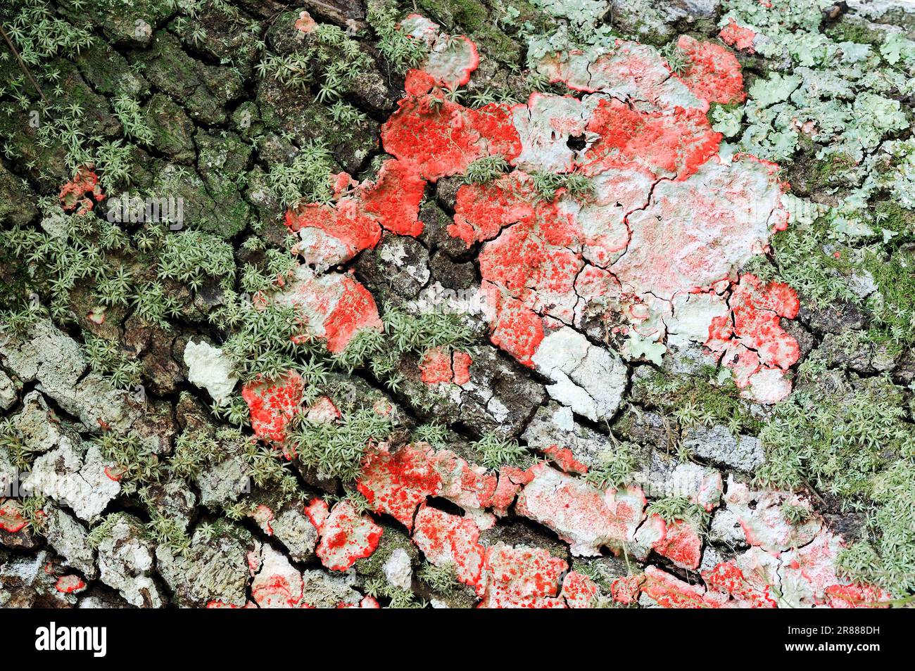 Christmas Lichen at tree trunk, Myakka River State Park, Florida, USA ...