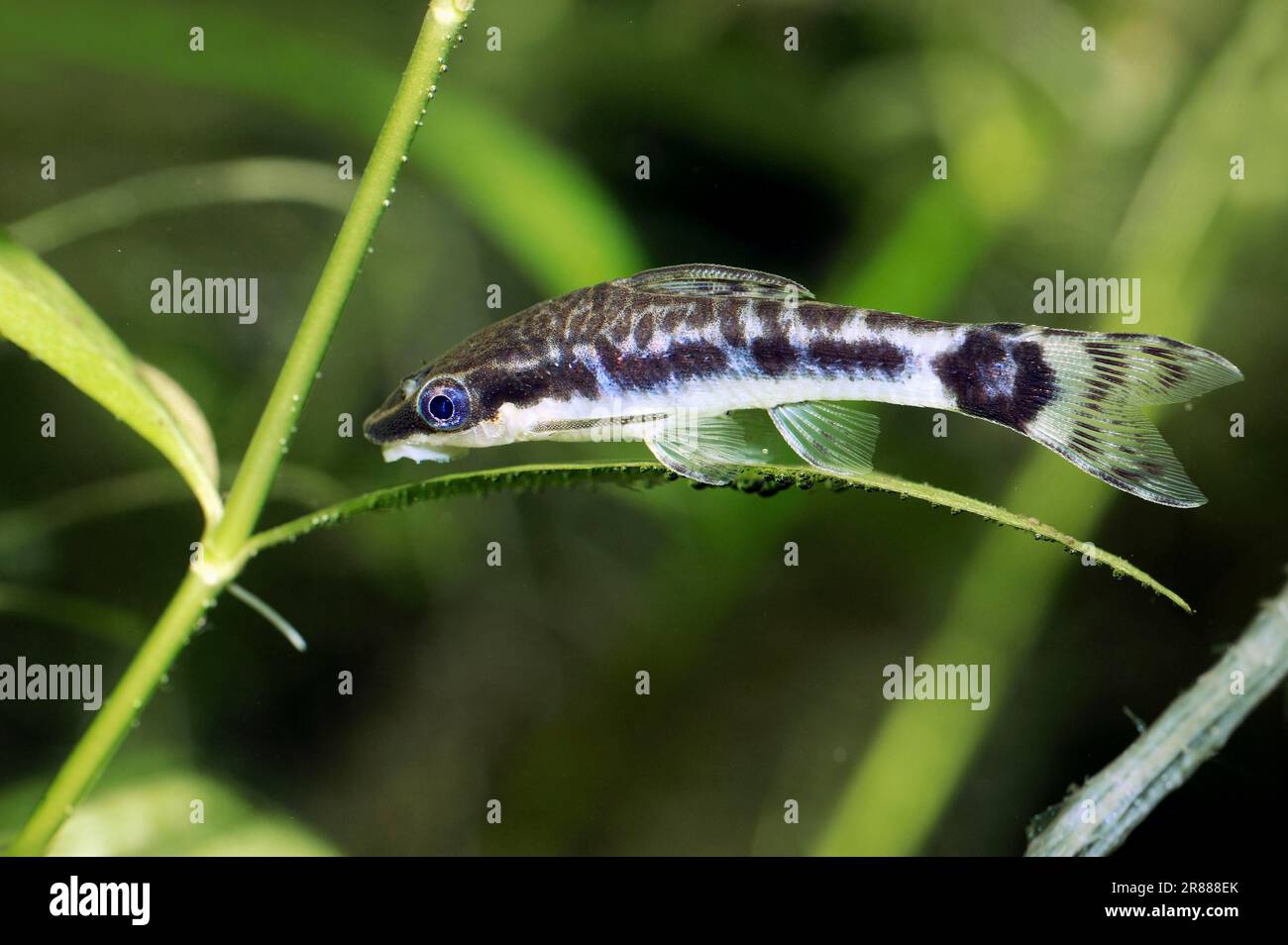 Longitudinal stripe earfish catfish hi-res stock photography and images ...