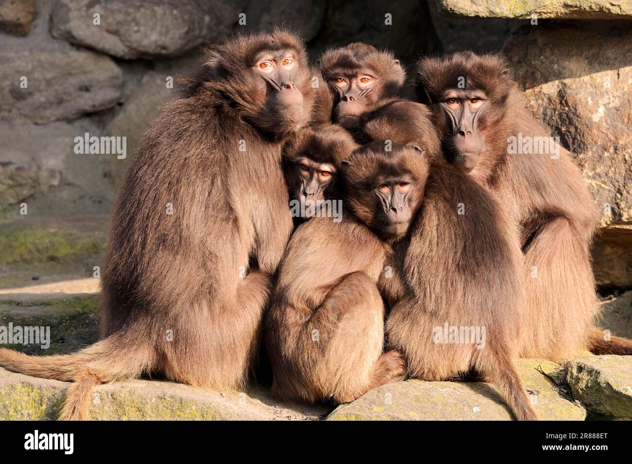 Gelada Baboons (Theropithecus gelada Stock Photo - Alamy