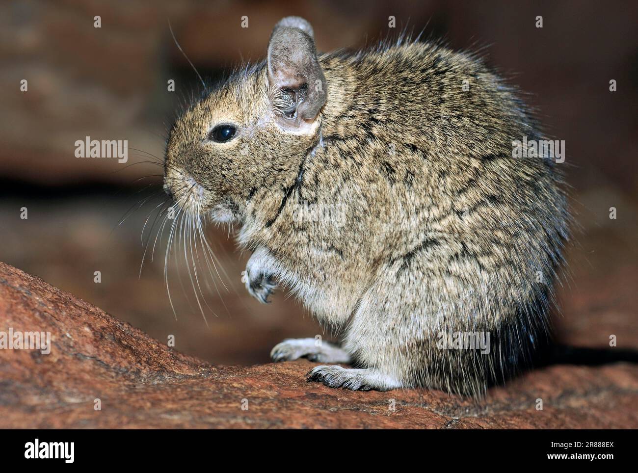 Degu octodon degus hi-res stock photography and images - Alamy