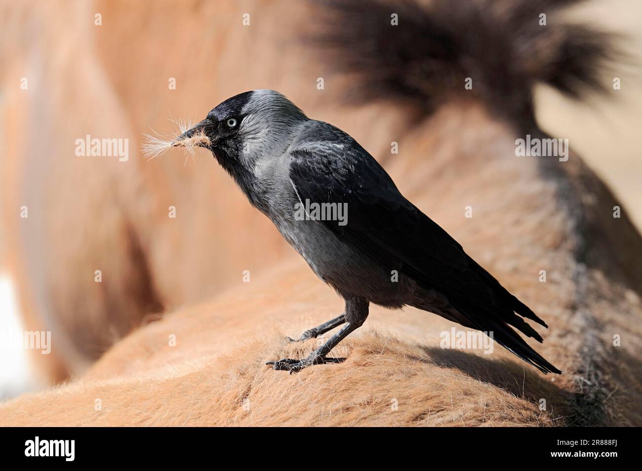 Jackdaw (Coloeus monedula) (Corvus monedula) collecting hair from back ...