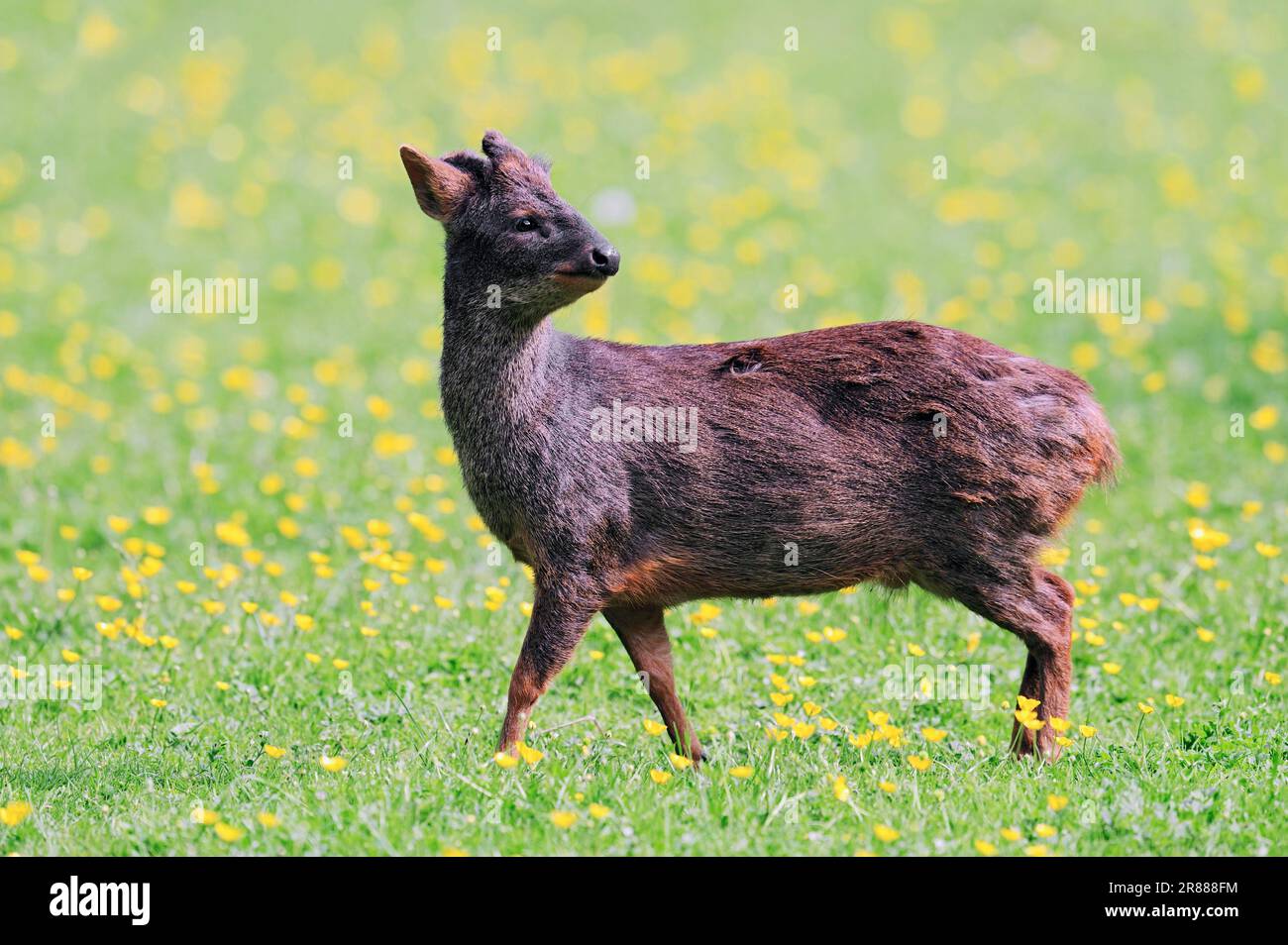 Southern Pudu, male (Pudu pudu), side Stock Photo - Alamy