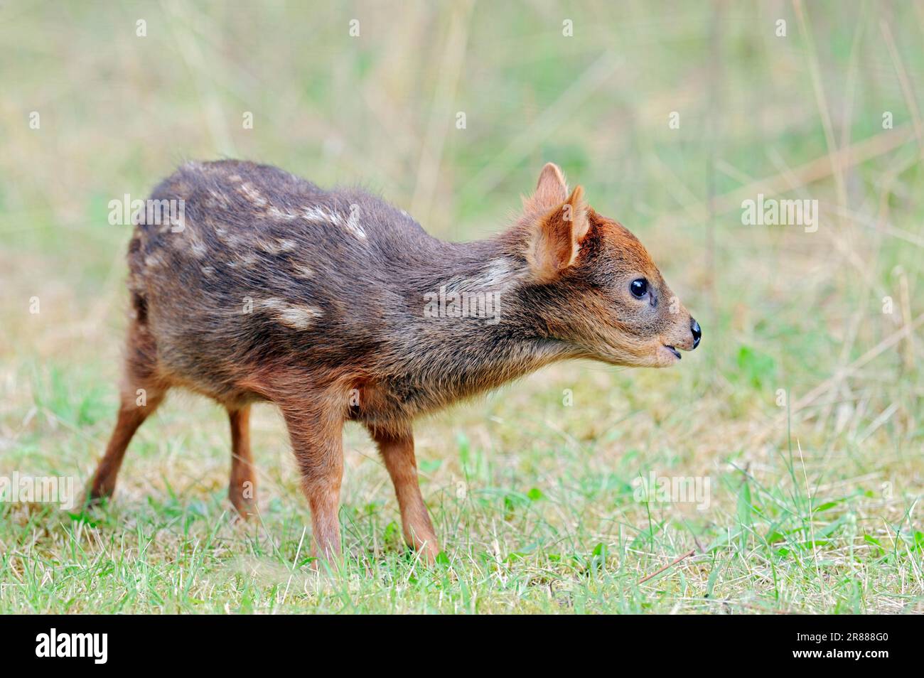American southern hi-res stock photography and images - Alamy