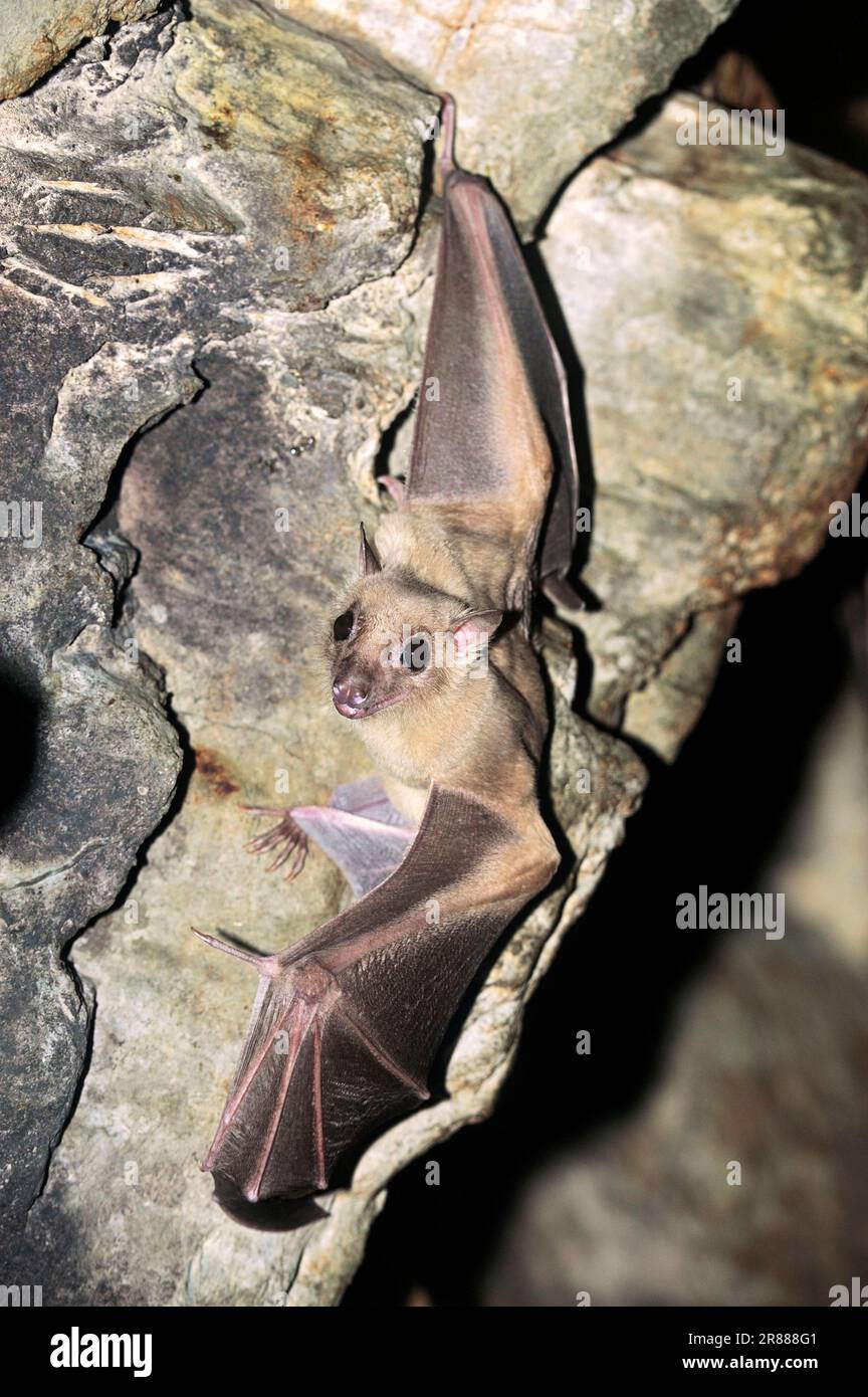 Egyptian fruit bat (Rousettus aegyptiacus Stock Photo - Alamy