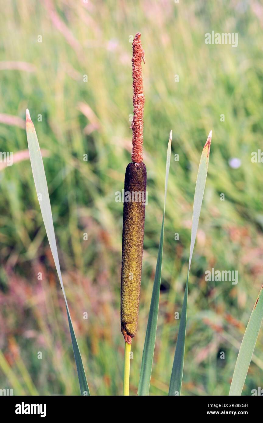 Bulrush flower hi-res stock photography and images - Alamy