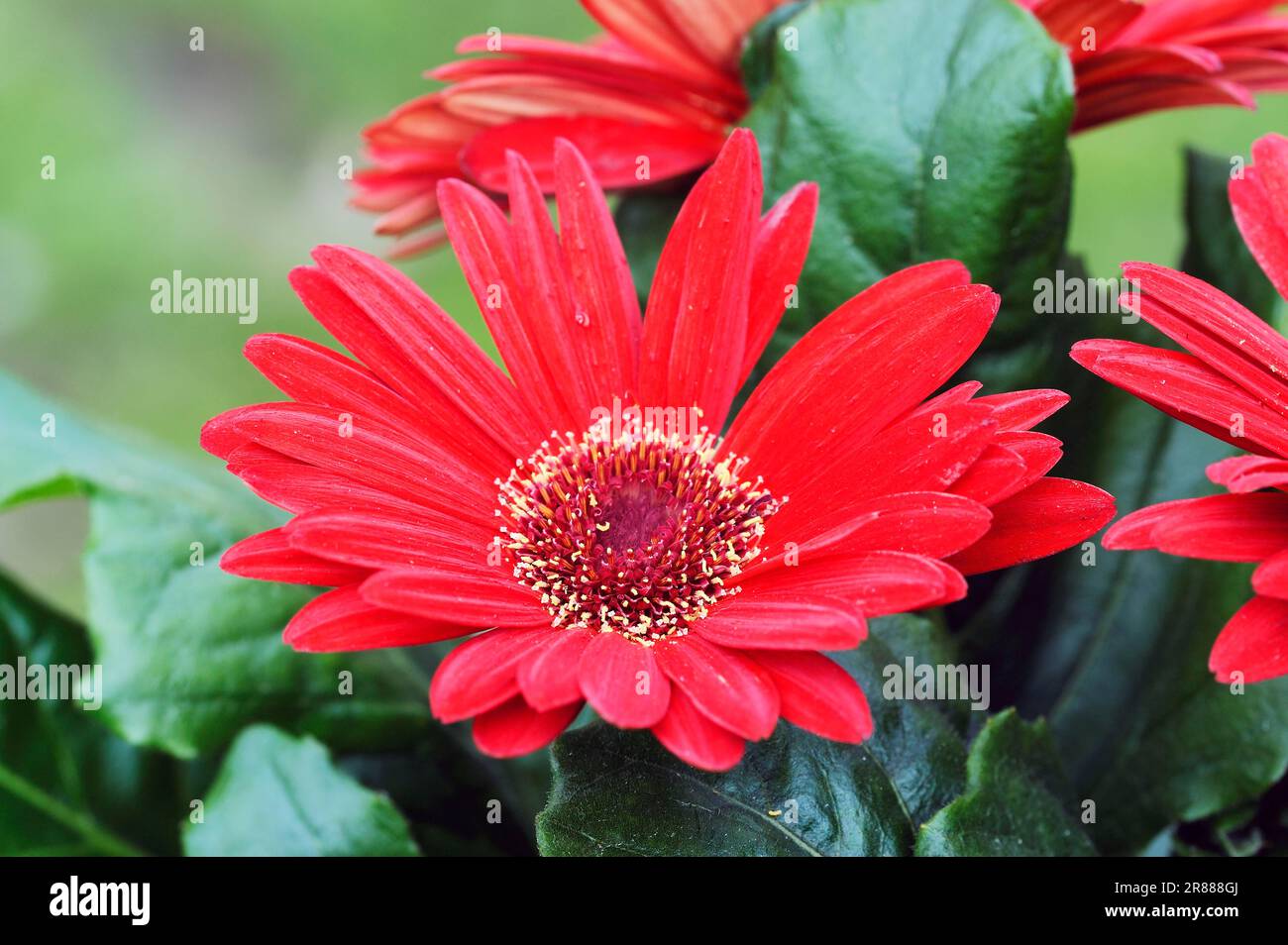 Barberton Daisy (Gerbera jamesonii Stock Photo - Alamy