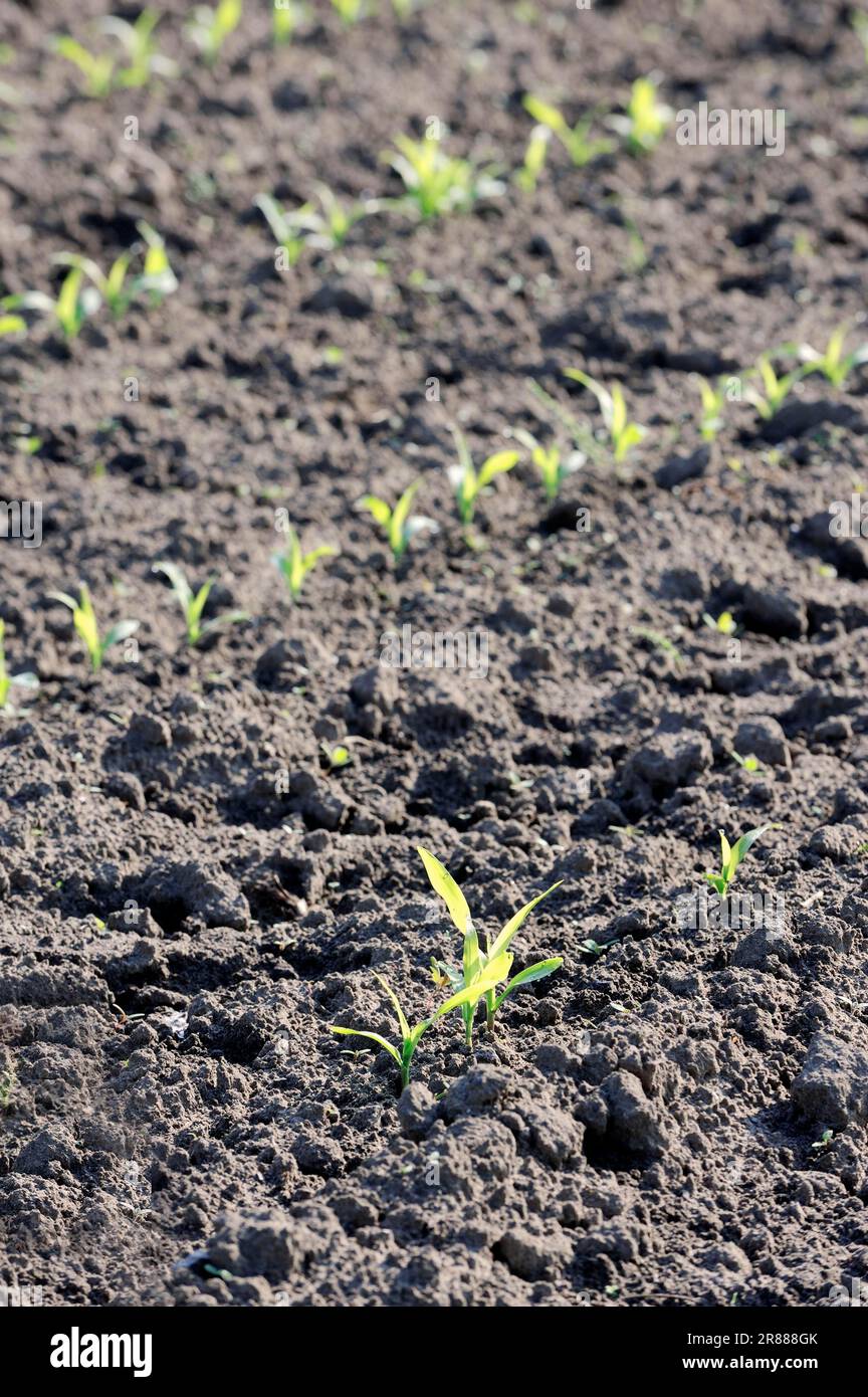 Corn (Zea mays), seedlings Stock Photo - Alamy