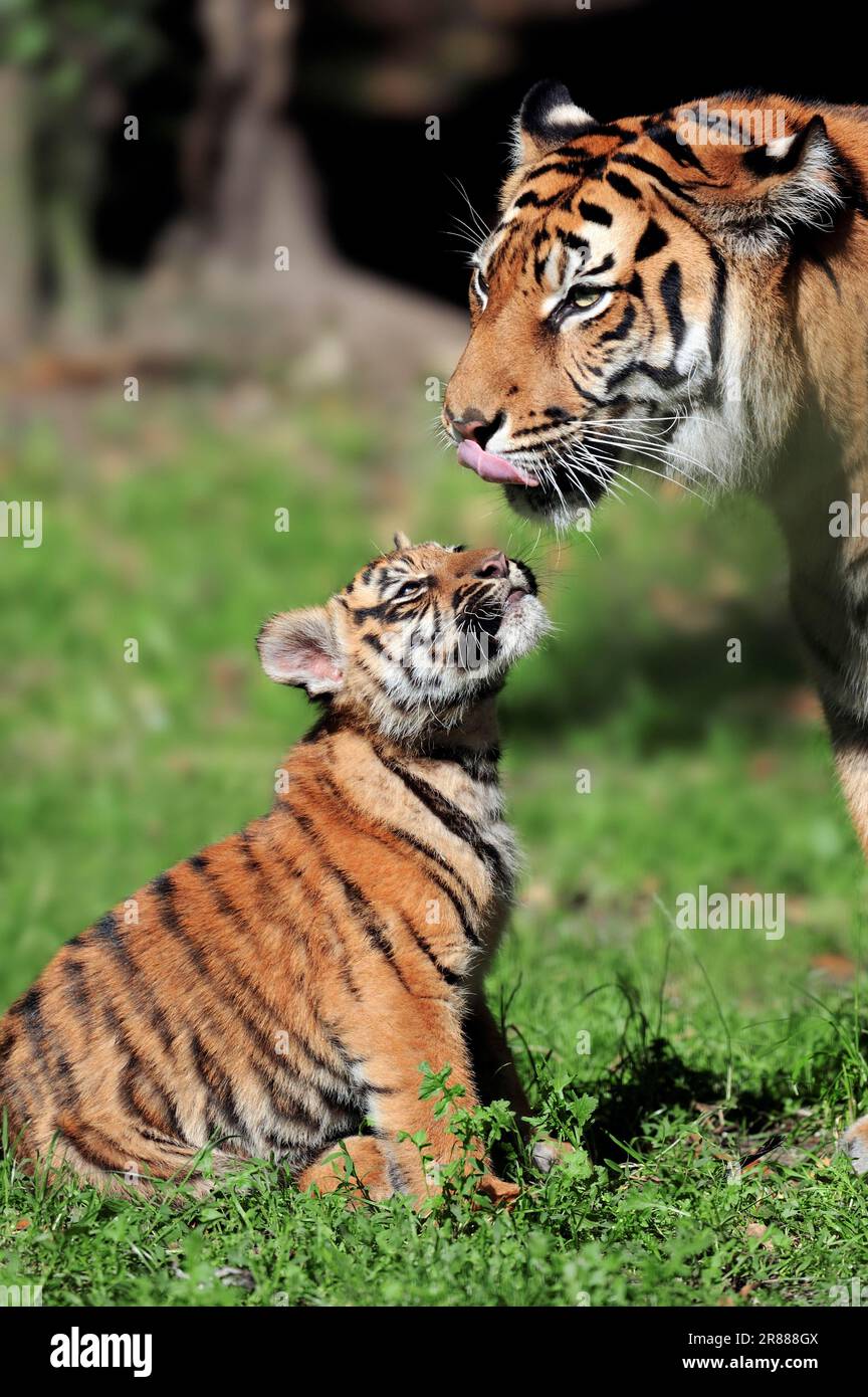 Female sumatran tiger hi-res stock photography and images - Alamy