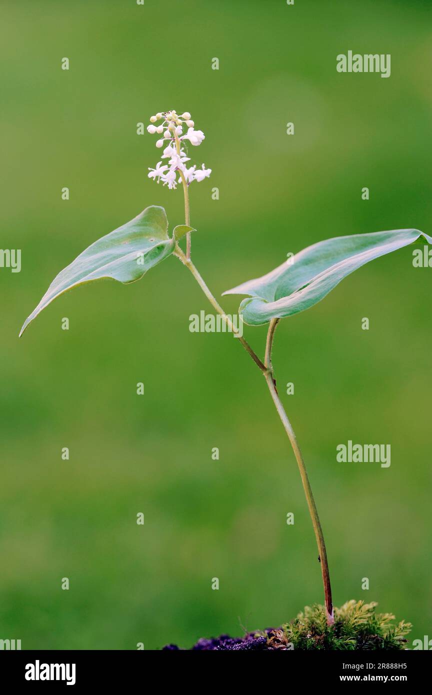 Two-leaved shade flower, North Rhine-Westphalia, false lily of the ...