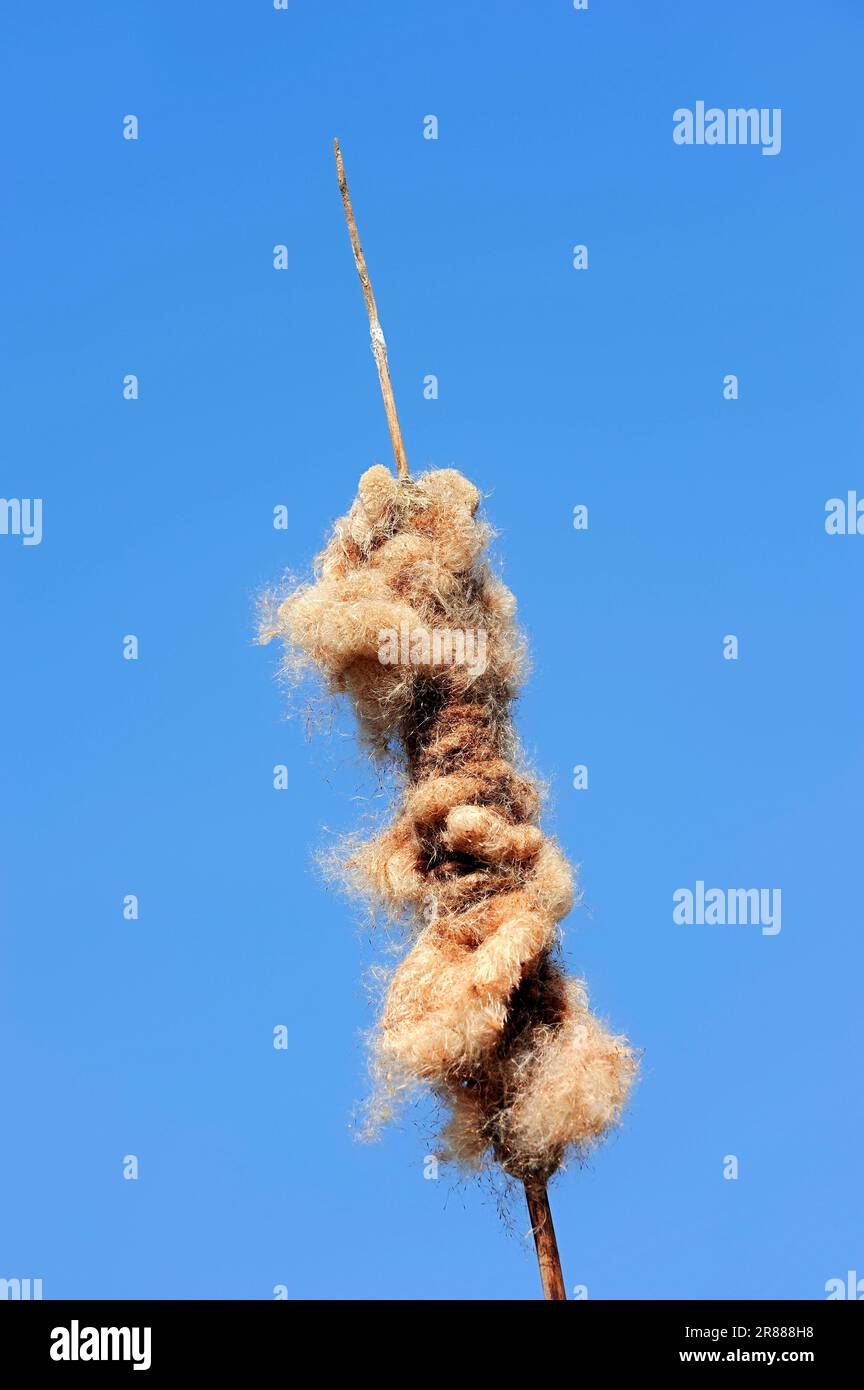 Common Cattail (Typha latifolia), North Rhine-Westphalia, Germany, Reed ...
