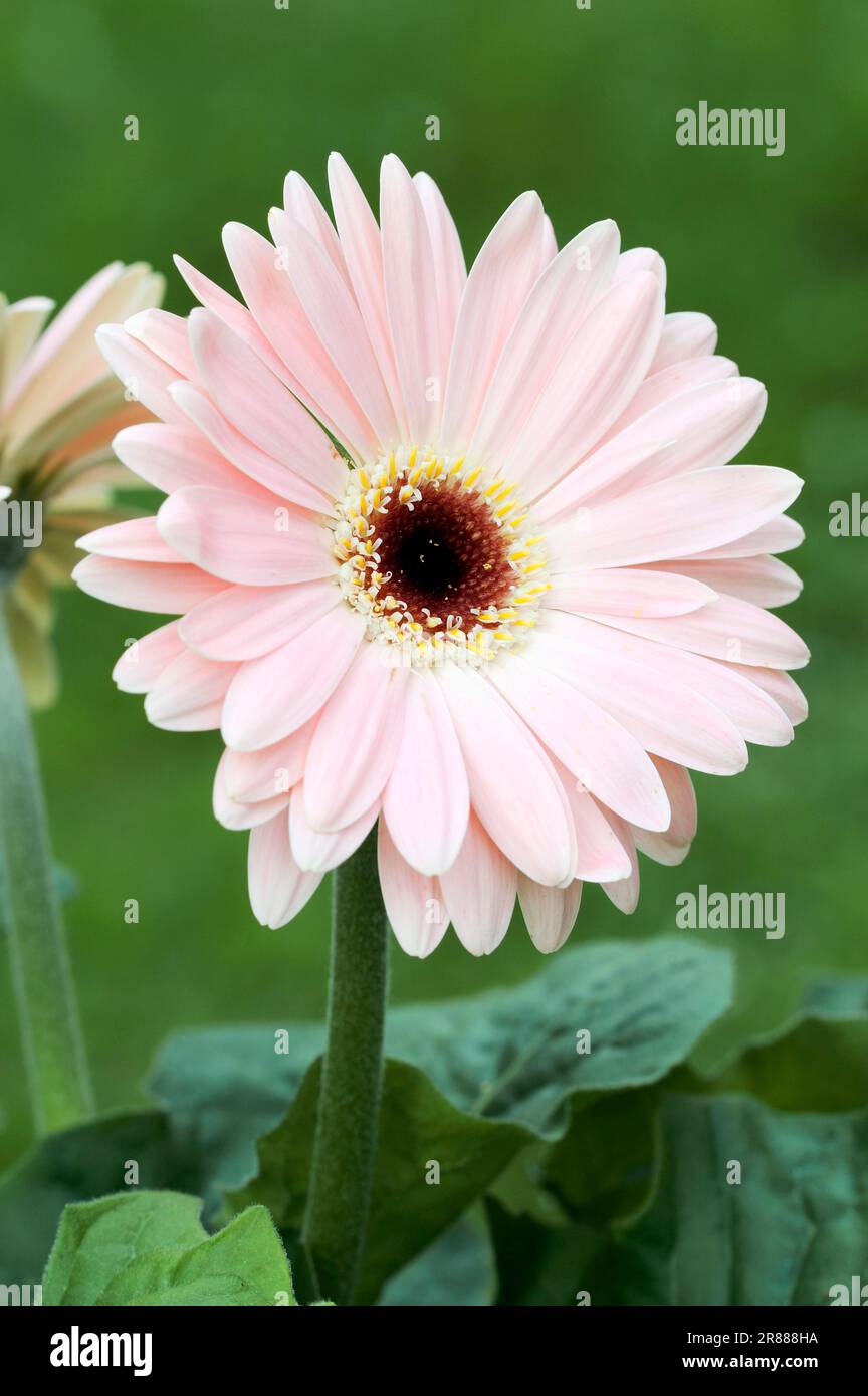 Barberton Daisy (Gerbera jamesonii Stock Photo - Alamy