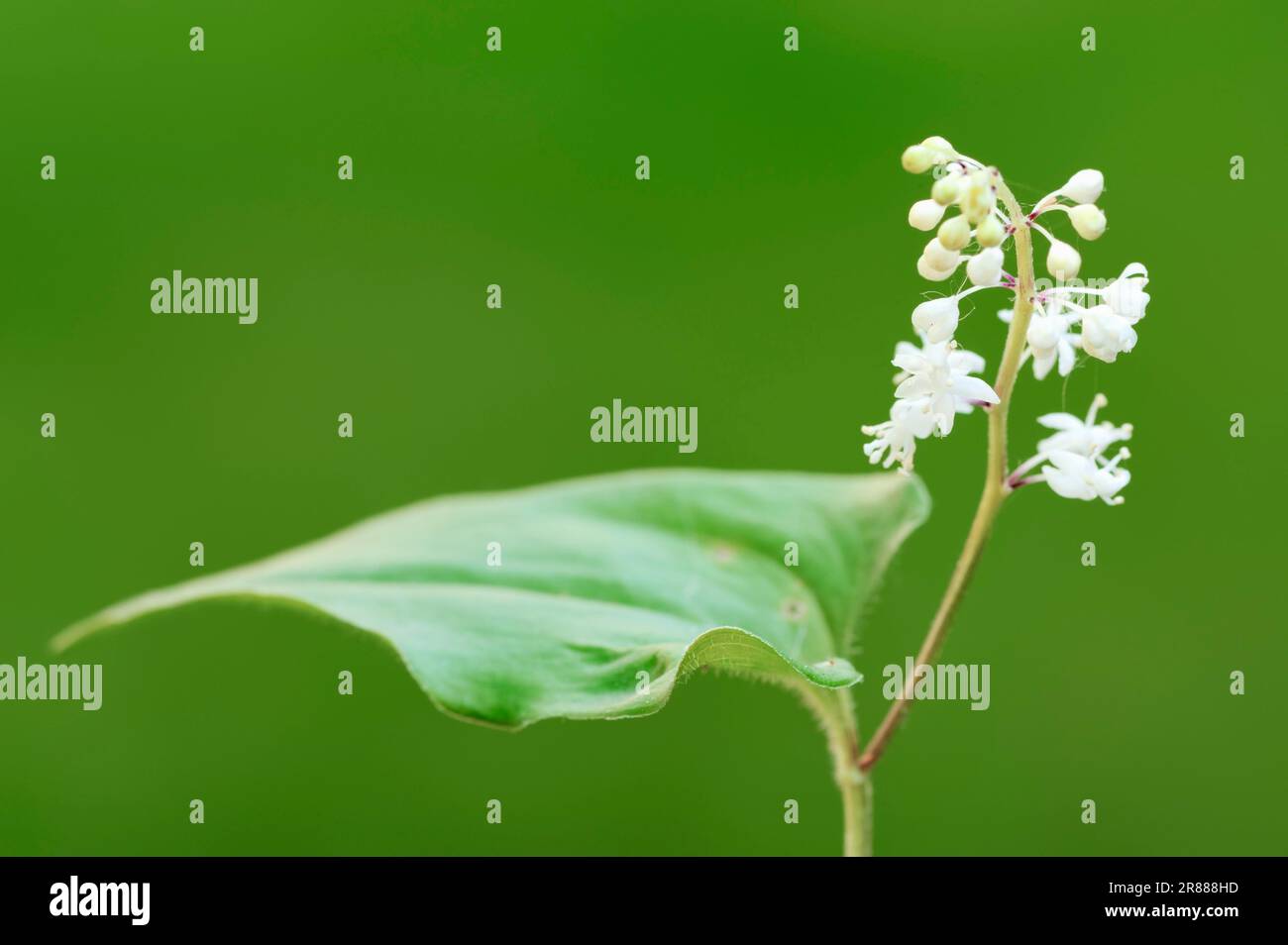 Two-leaved shade flower, North Rhine-Westphalia, false lily of the ...