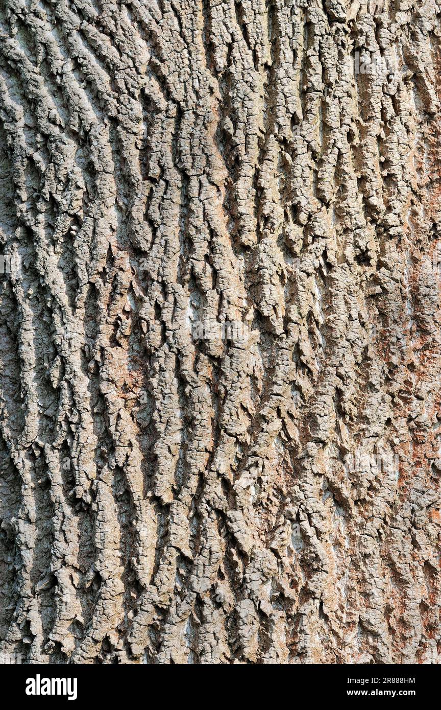 Tulip Tree Bark Liriodendron Tulipifera Hi Res Stock Photography And