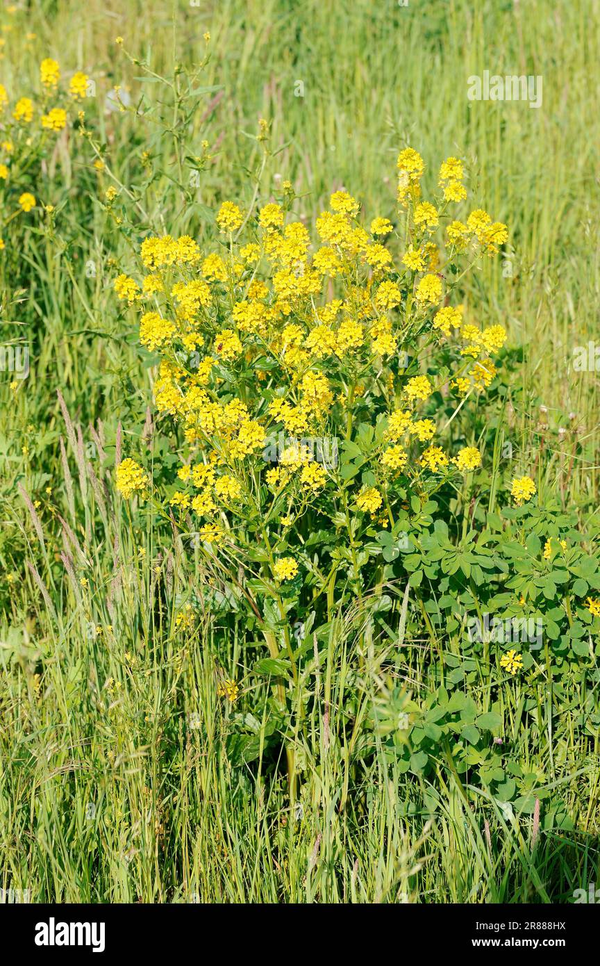 Rocketcress hi-res stock photography and images - Alamy