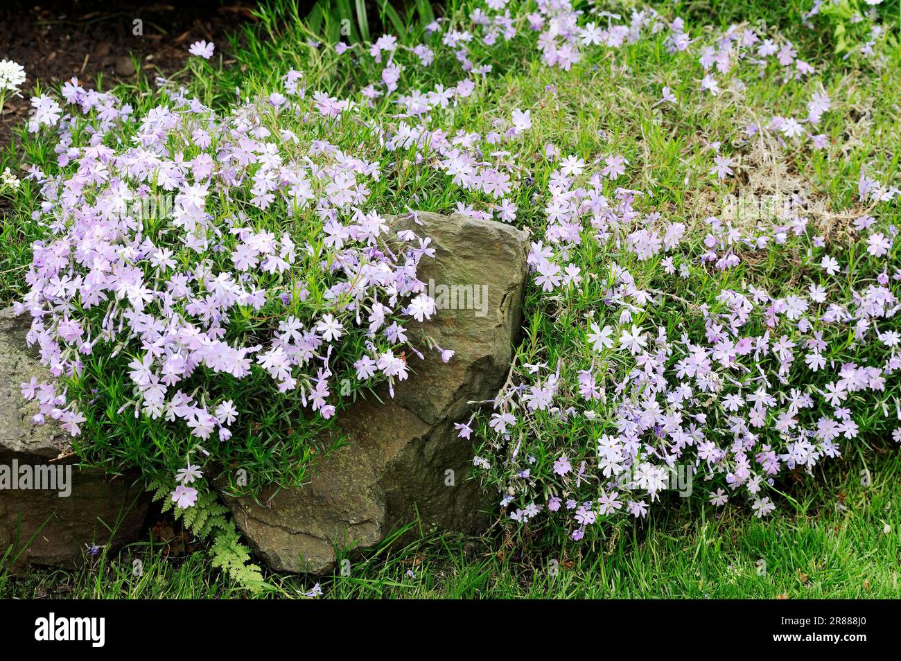Creeping phlox (Phlox subulata), Creeping Phlox Stock Photo - Alamy