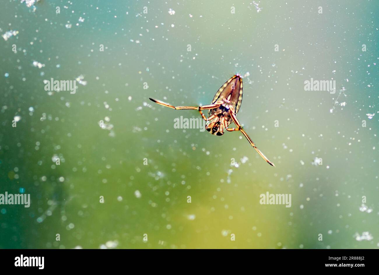 Common water boatman (Notonecta glauca), North Rhine-Westphalia ...