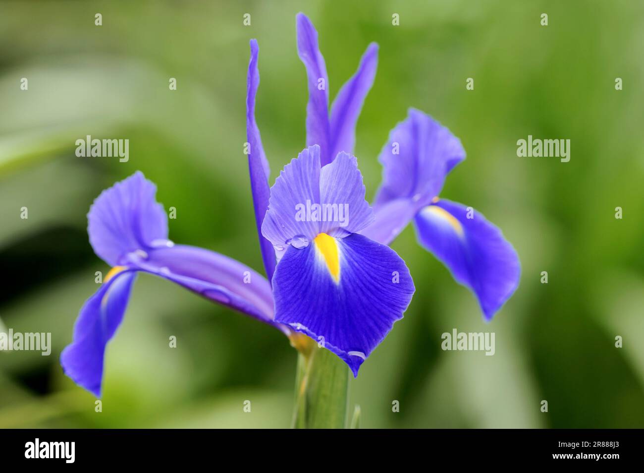 Beach Iris (Iris spuria hybrid Stock Photo - Alamy