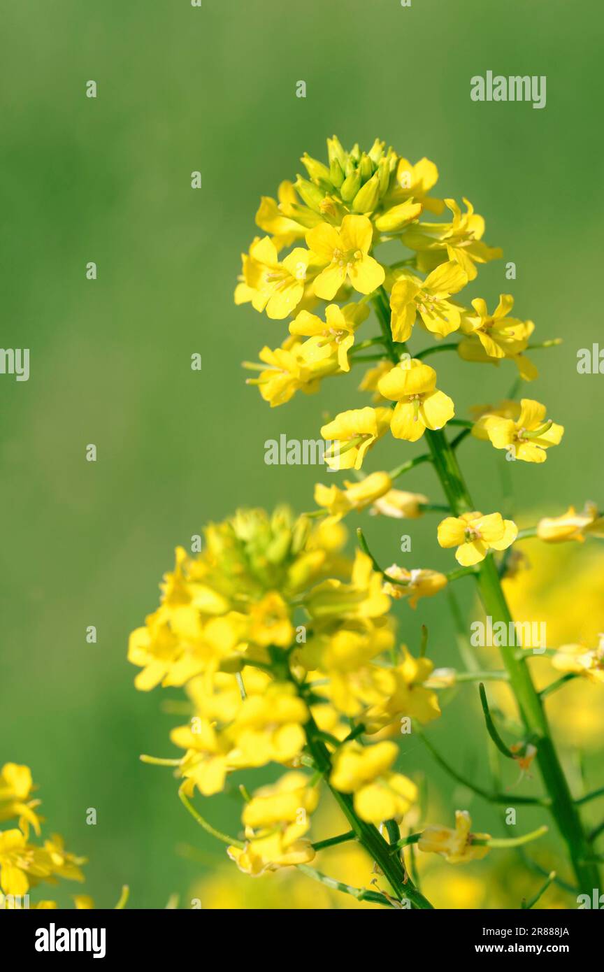 Rocketcress hi-res stock photography and images - Alamy