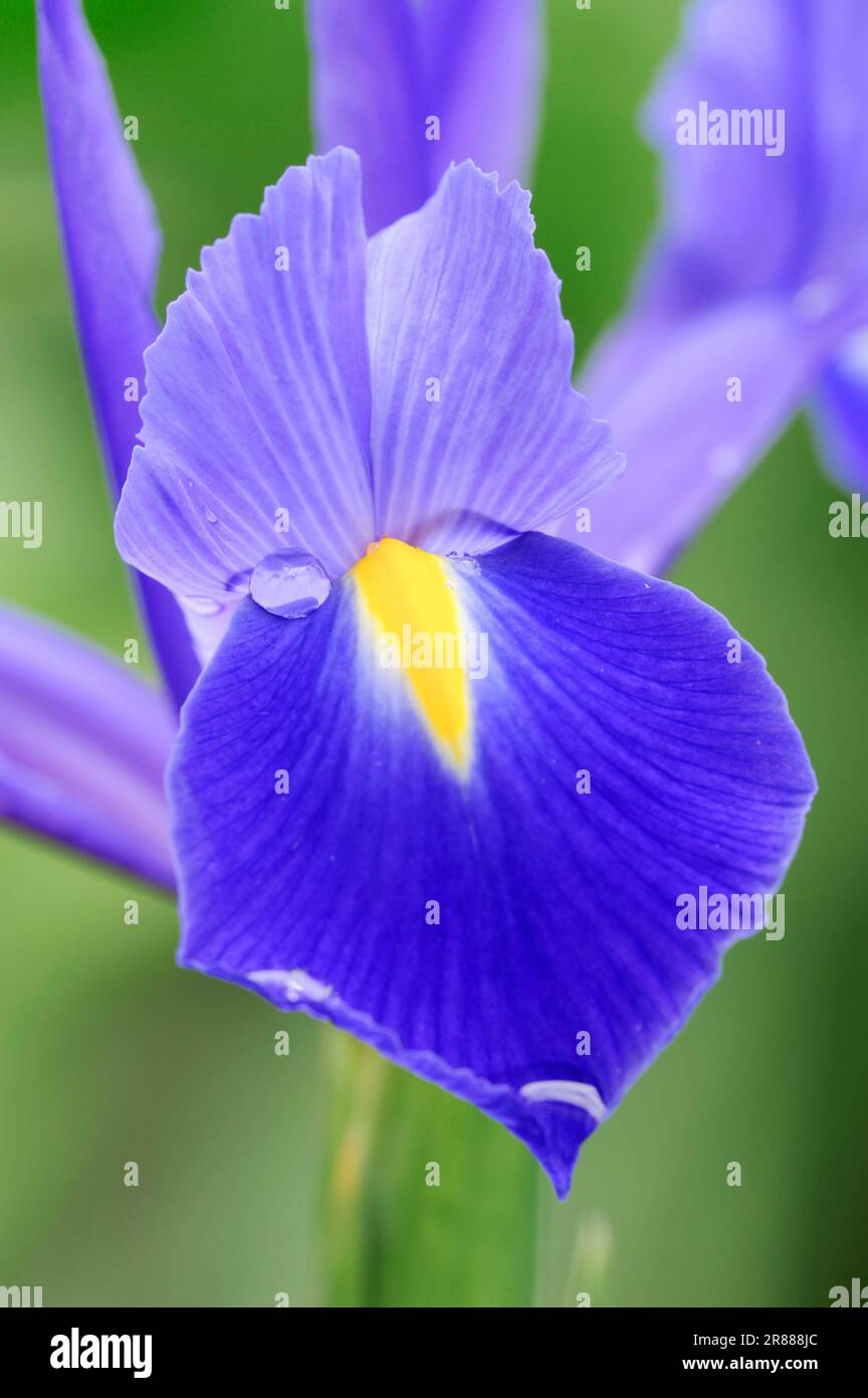 The coastal iris hi-res stock photography and images - Alamy