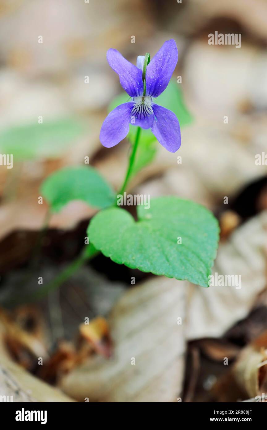 Early Dog Violet (Viola reichenbachiana), North Rhine-Westphalia ...