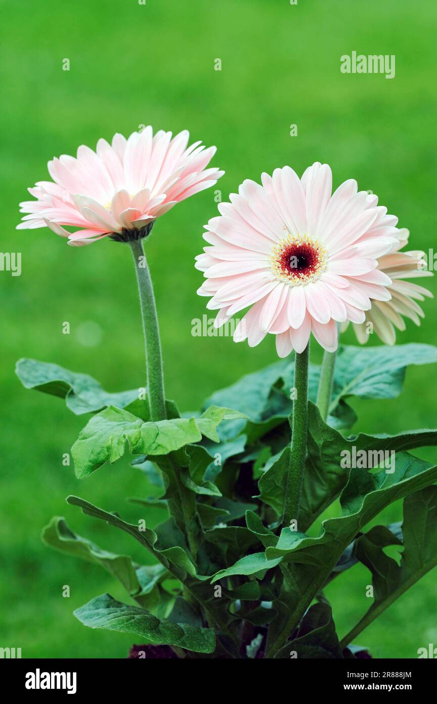 Barberton Daisy (Gerbera jamesonii Stock Photo - Alamy