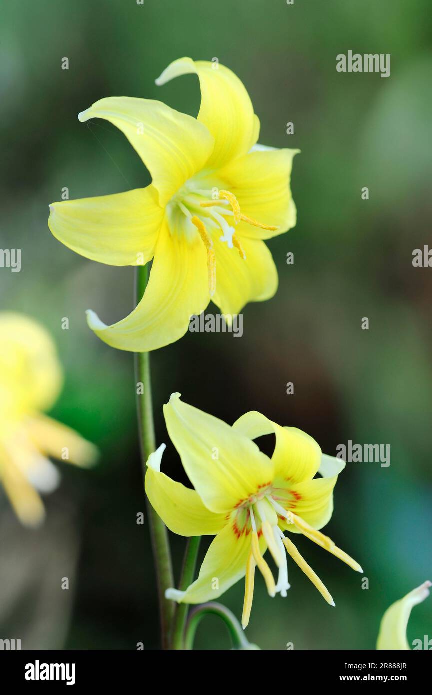 Glacier lily, dogtooth fawn lily (Erythronium grandiflorum), dogtooth ...