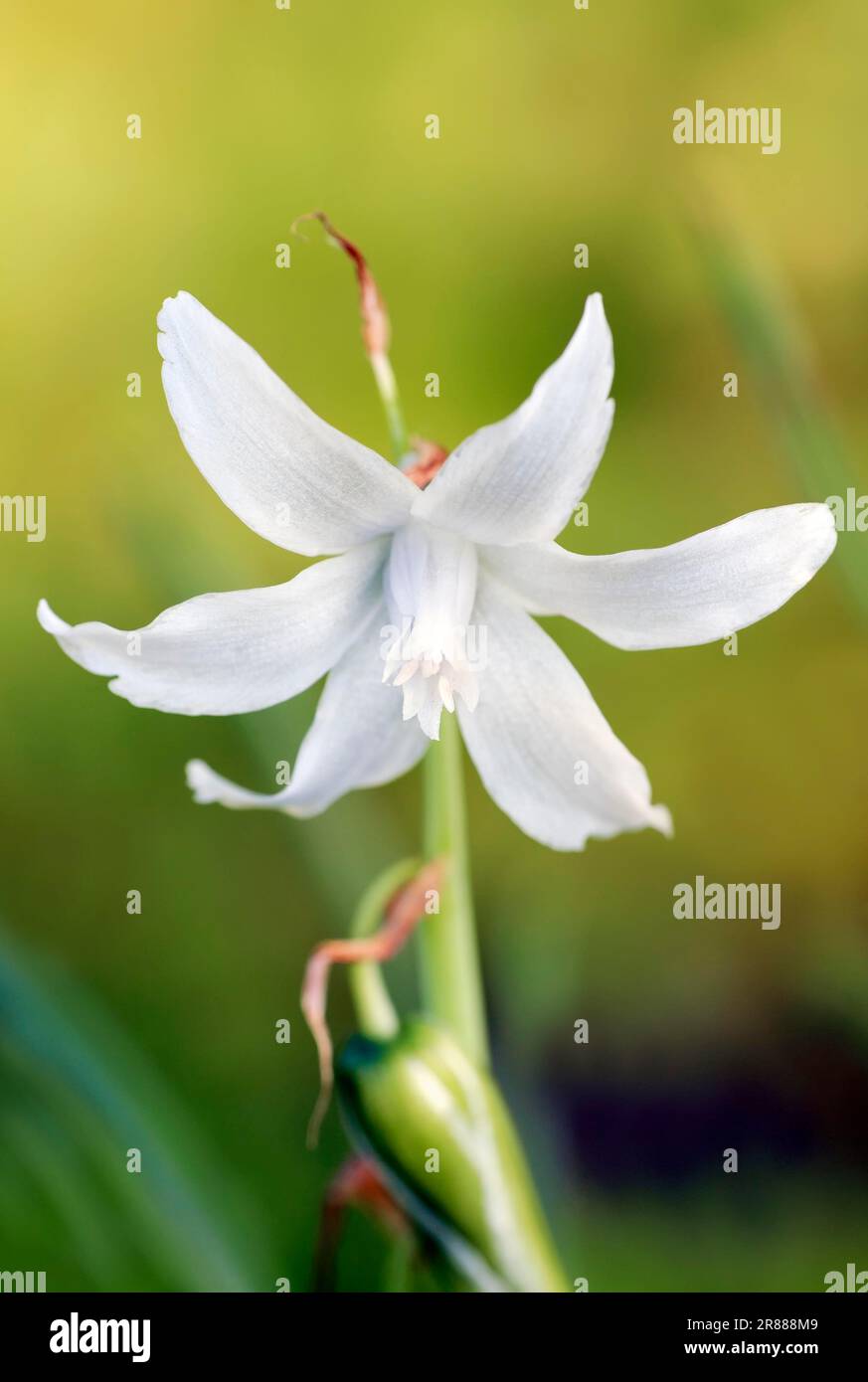 Drooping Star-of-Bethlehem, Nodding Star of Bethlehem (Ornithogalum ...
