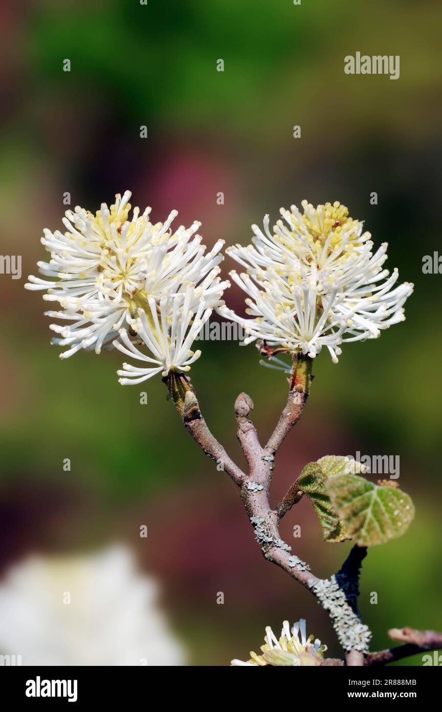 Dwarf Fothergilla (Fothergilla gardenii), Dwarf Witch's Root Stock ...