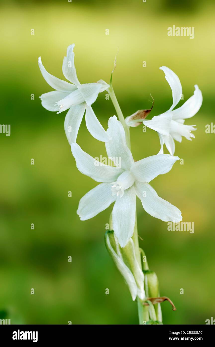 Hanging Star of drooping star of bethlehem (Ornithogalum nutans ...