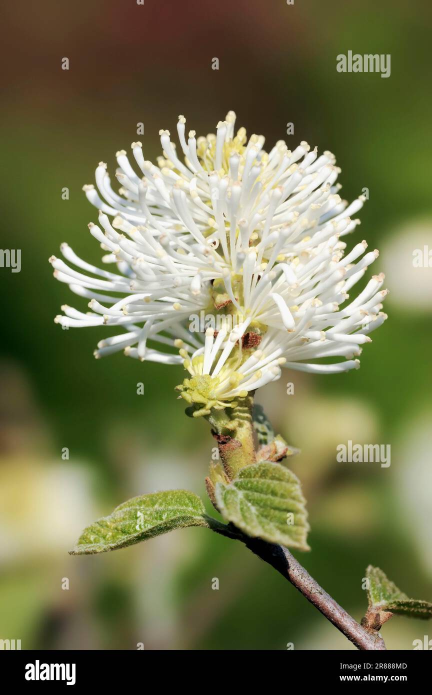 Dwarf Fothergilla (Fothergilla gardenii), Dwarf Witch's Root Stock ...