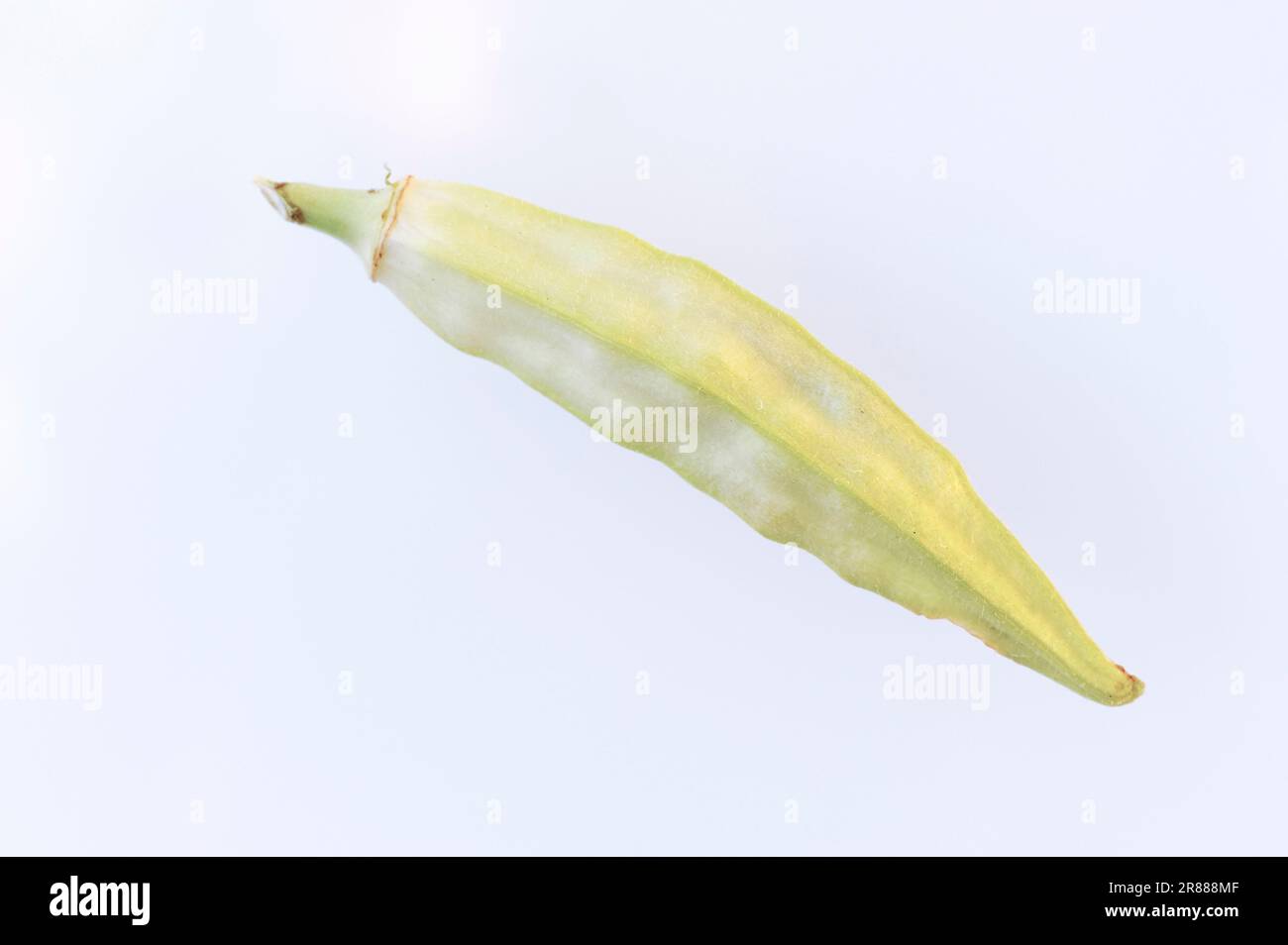 Okra fruit hi-res stock photography and images - Alamy